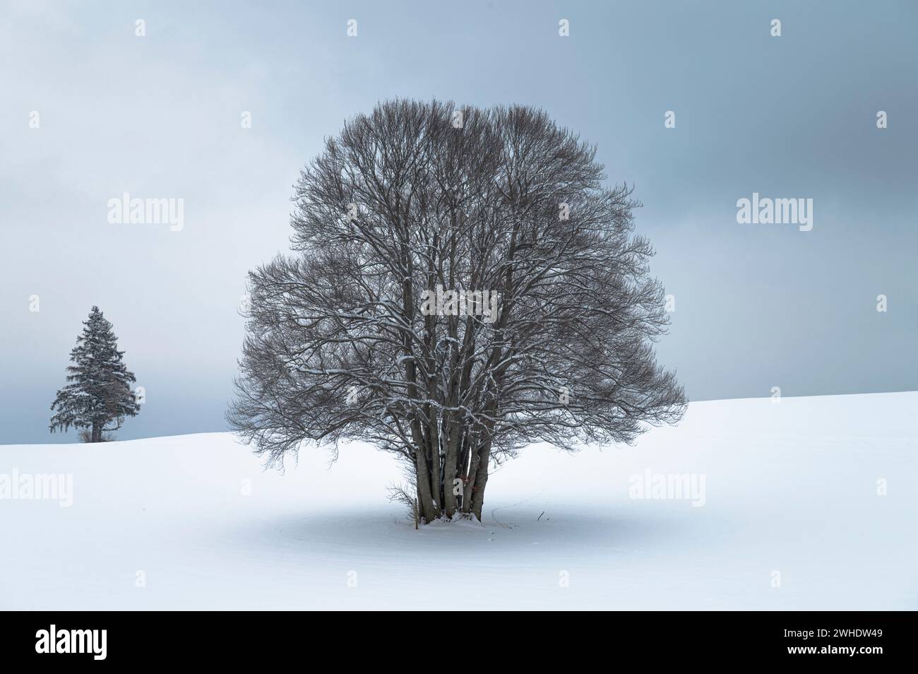 Silver beech tree hi-res stock photography and images - Alamy