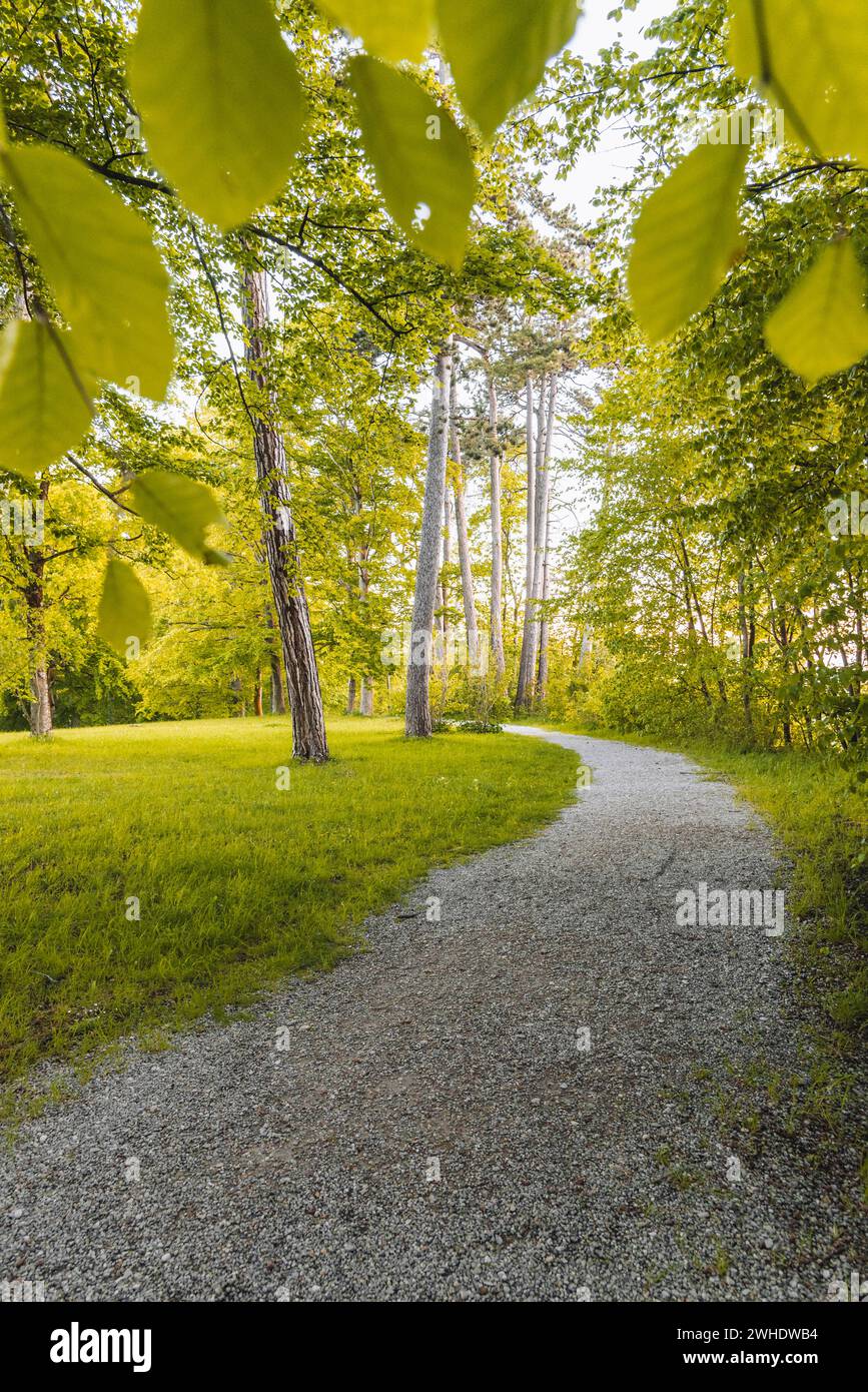 Loose mixed deciduous forest with gravel path in spring. On the ...