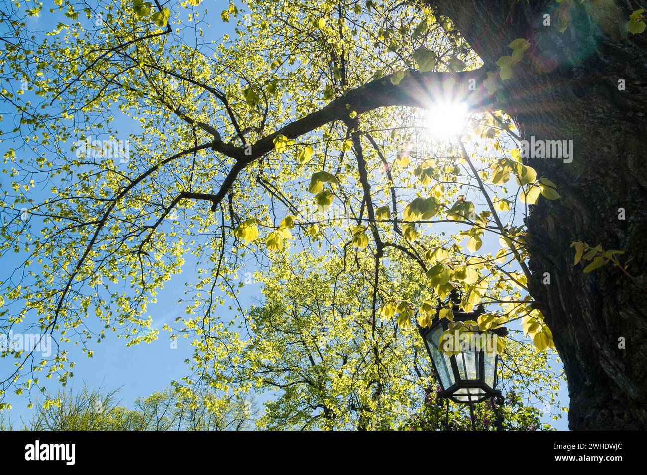 Dresden, Brühlscher Garten, lime tree, sunbeams, symbolic image 'spring ...