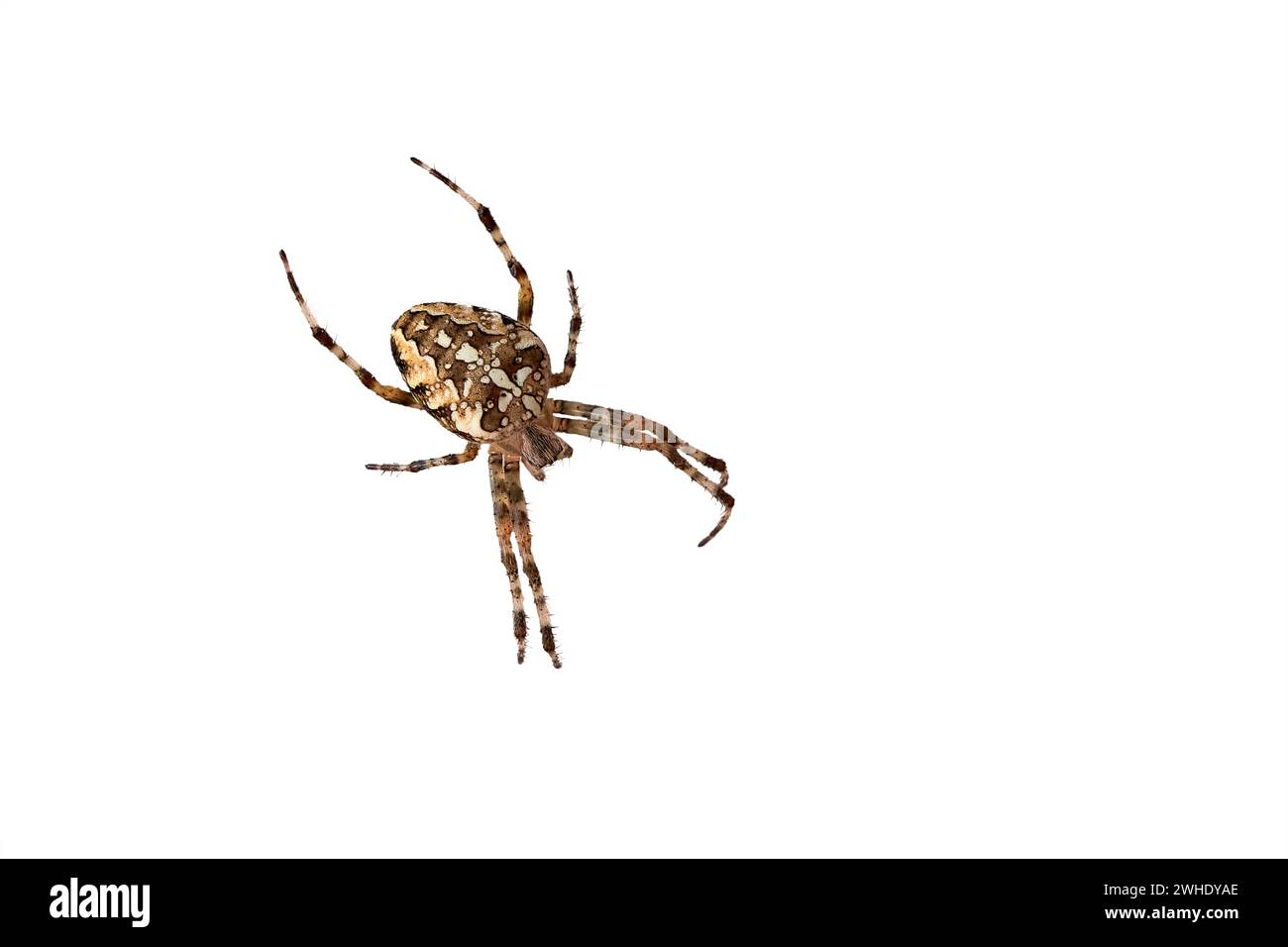 European garden spider isolated on white background (Araneus diadematus ...