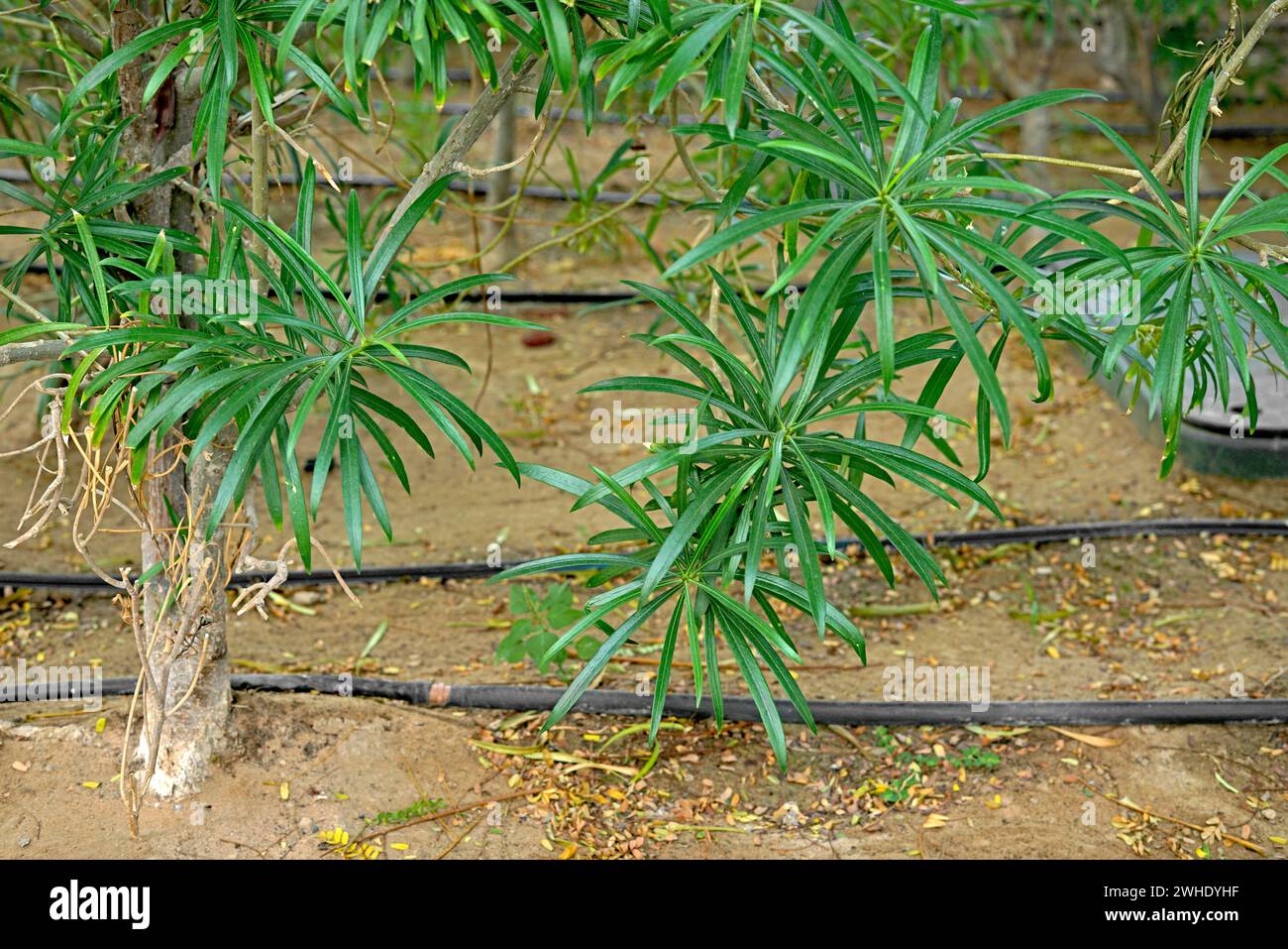 Dubai garden irrigation hi-res stock photography and images - Alamy