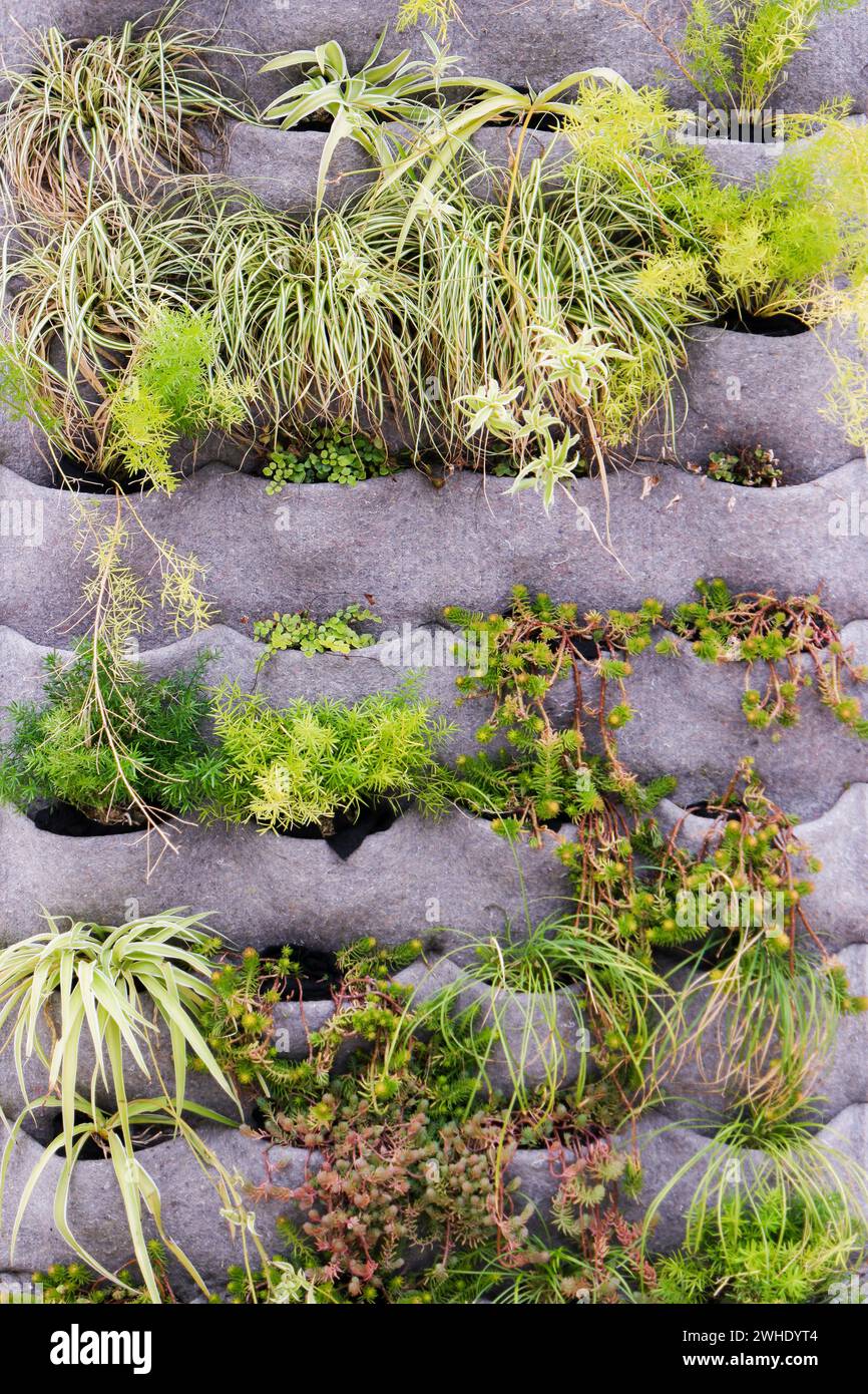 Beautiful vertical garden Stock Photo - Alamy