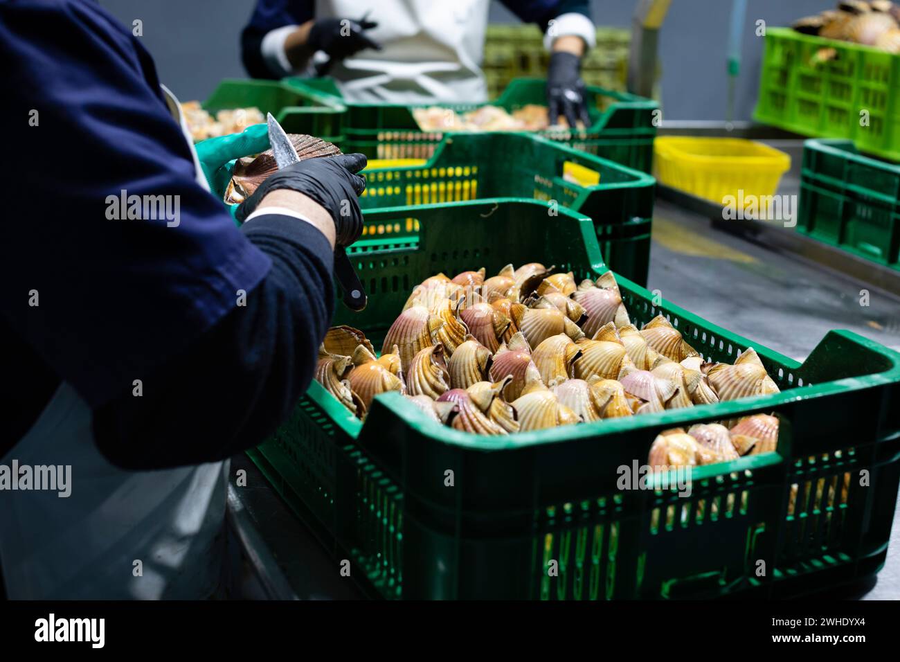 Cleaning and gutting of scallops in a shellfish treatment plant in ...