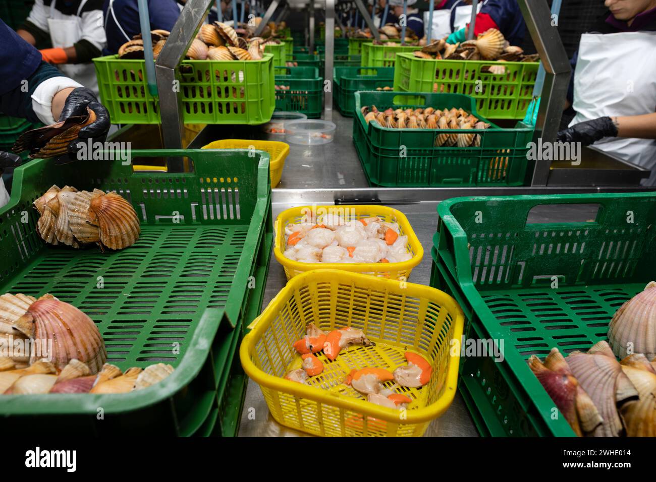 Cleaning and gutting of scallops in a shellfish treatment plant in ...