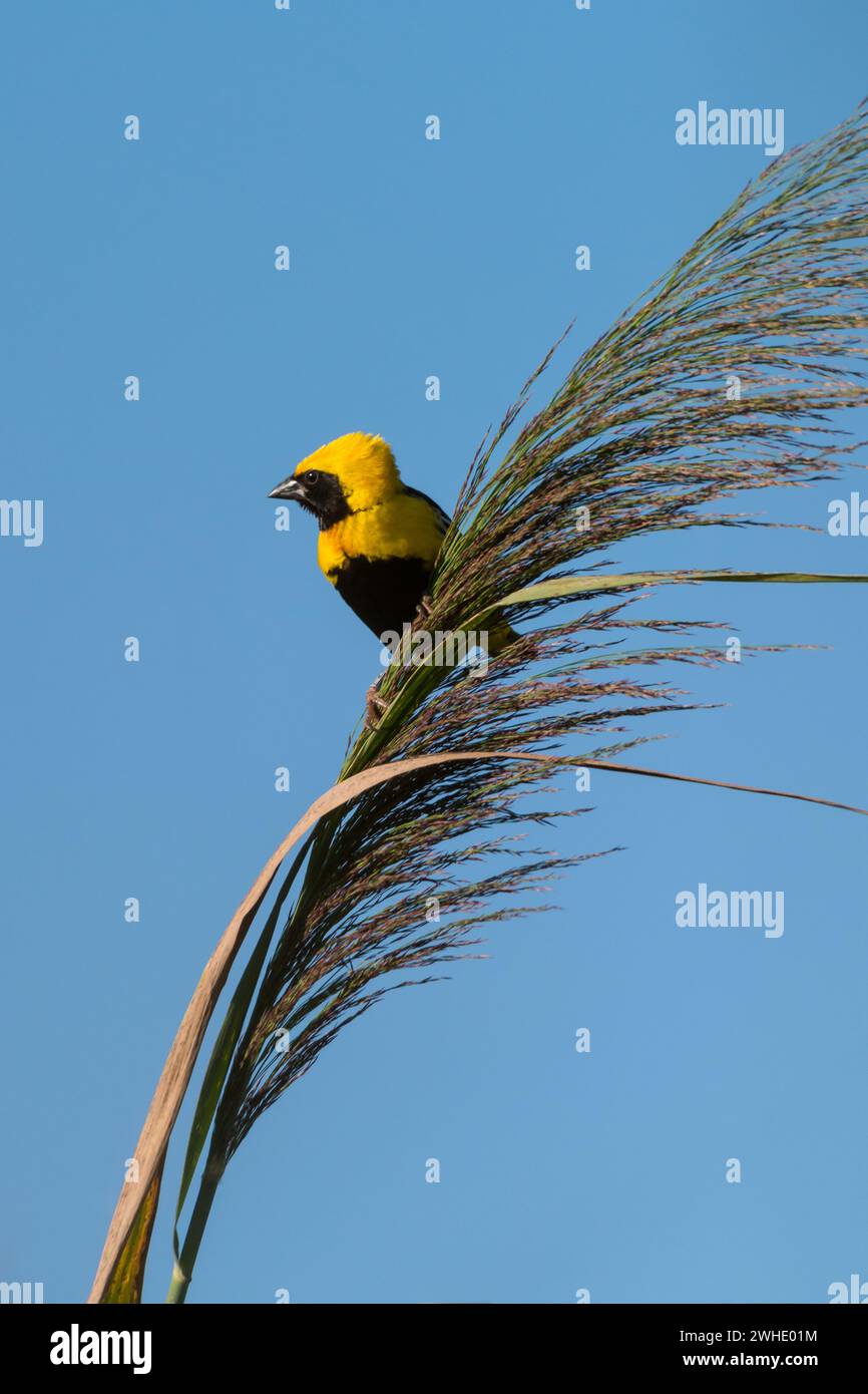 Golden Bishop bird Stock Photo - Alamy