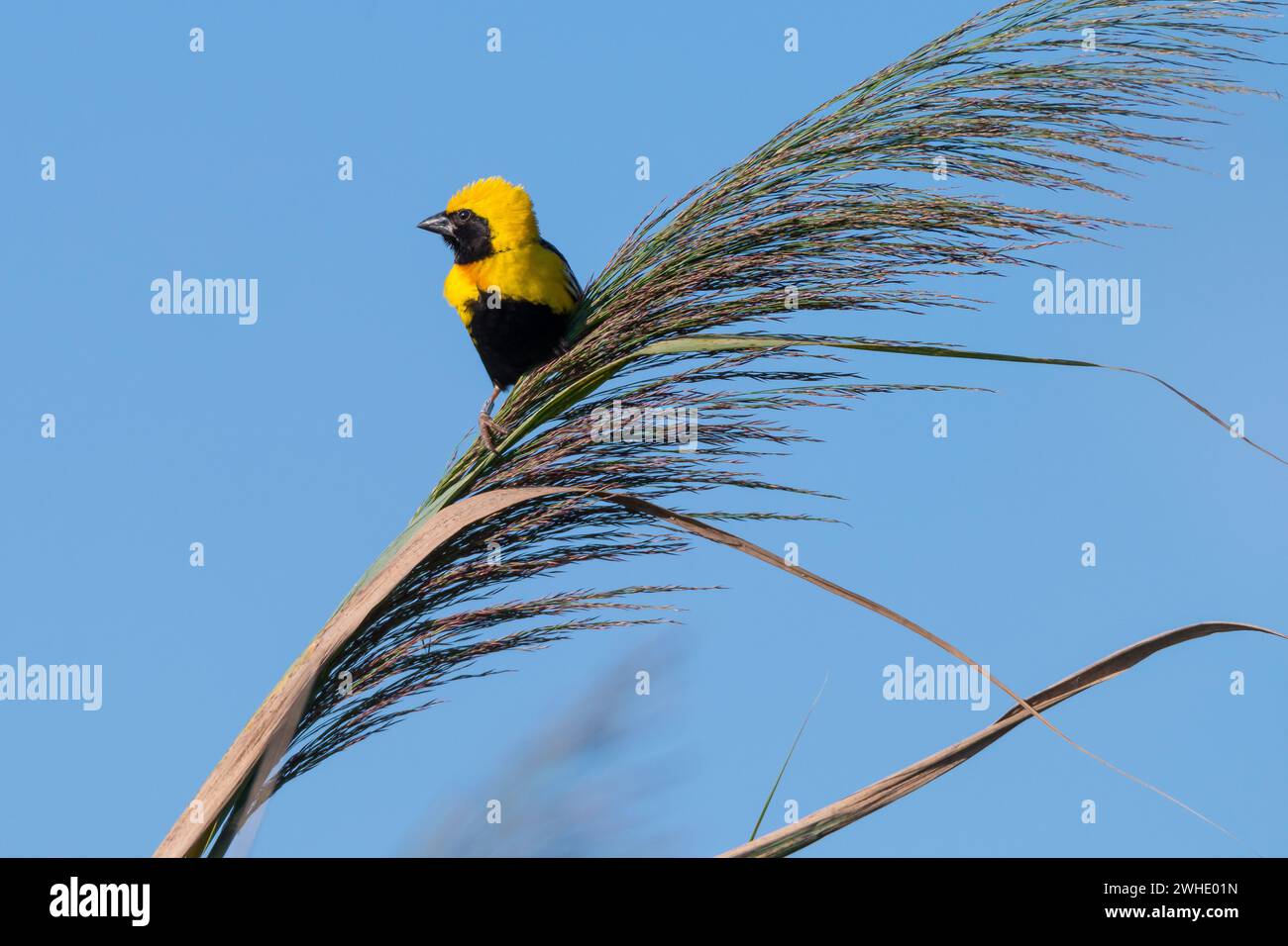 Golden bishop hi-res stock photography and images - Alamy