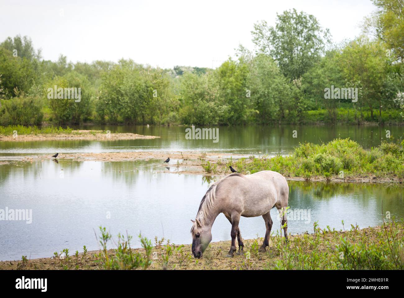 Konik pony grazing at waters edge. Wetland landscape in Floodplain ...