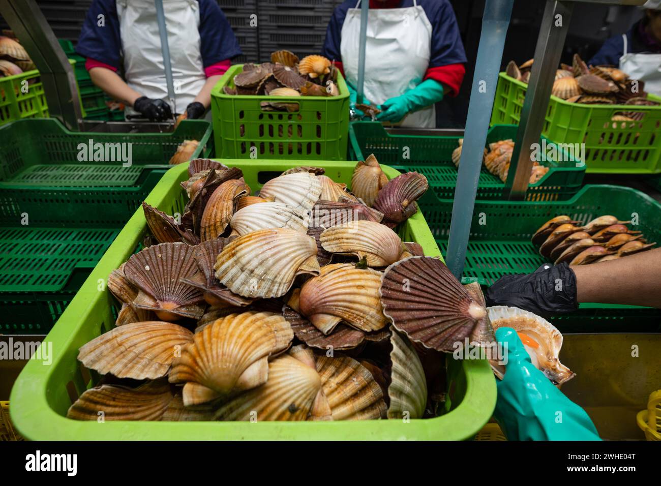 Cleaning and gutting of scallops in a shellfish treatment plant in ...
