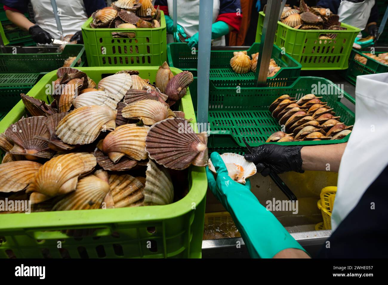 Cleaning and gutting of scallops in a shellfish treatment plant in ...