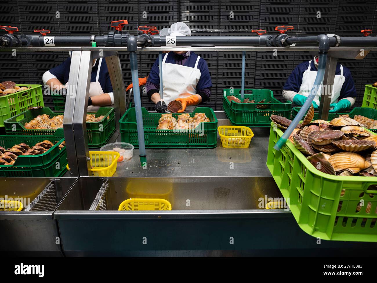 Cleaning and gutting of scallops in a shellfish treatment plant in ...