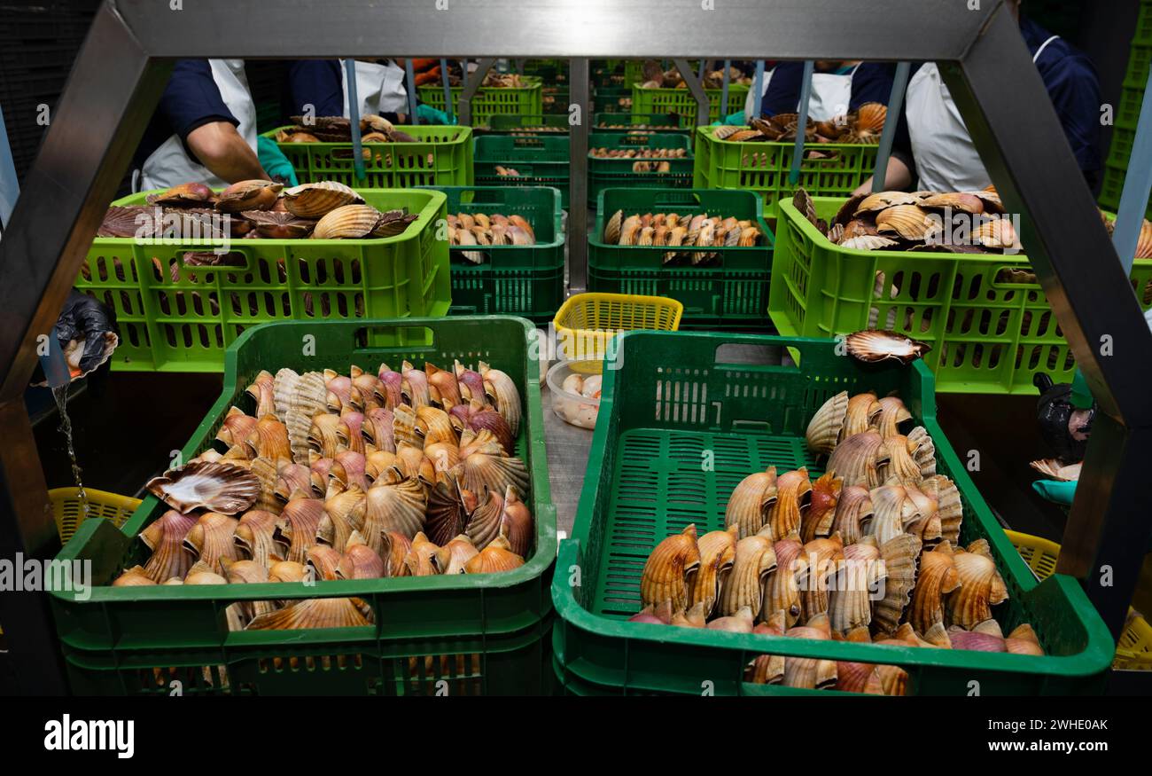 Cleaning and gutting of scallops in a shellfish treatment plant in ...