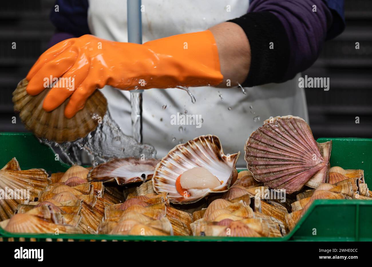 Cleaning and gutting of scallops in a shellfish treatment plant in ...