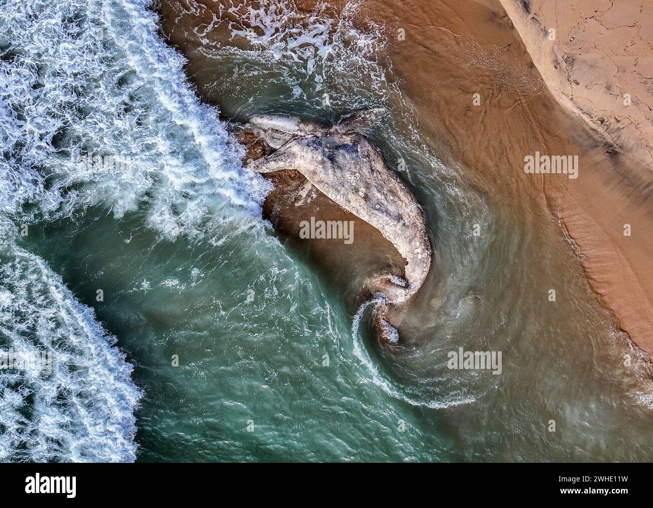 A decomposing grey whale sits in the Bolsa Chica tidal inlet in ...