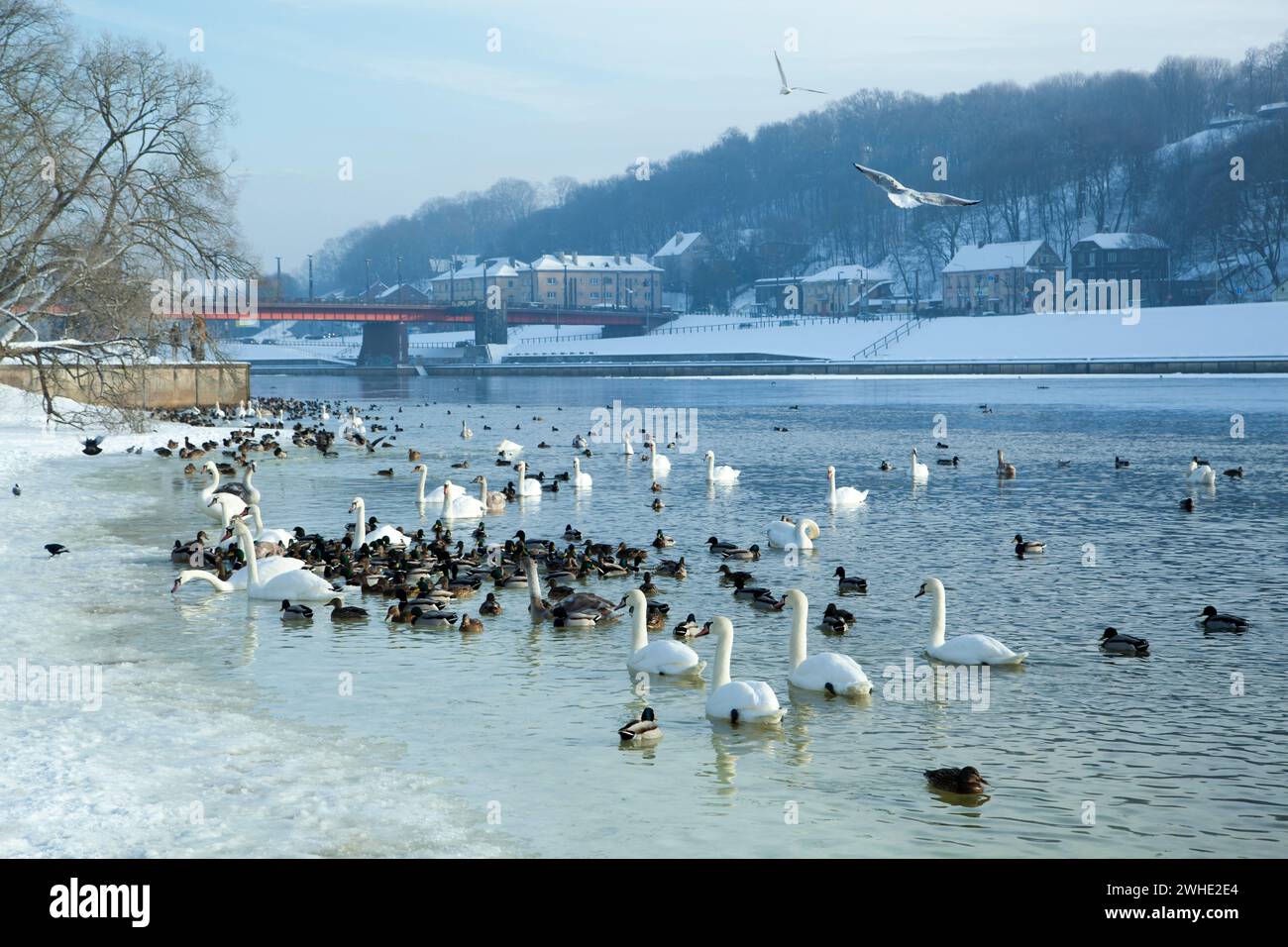 The Winter view of swans and numerous ducks on a shore of Neman River ...