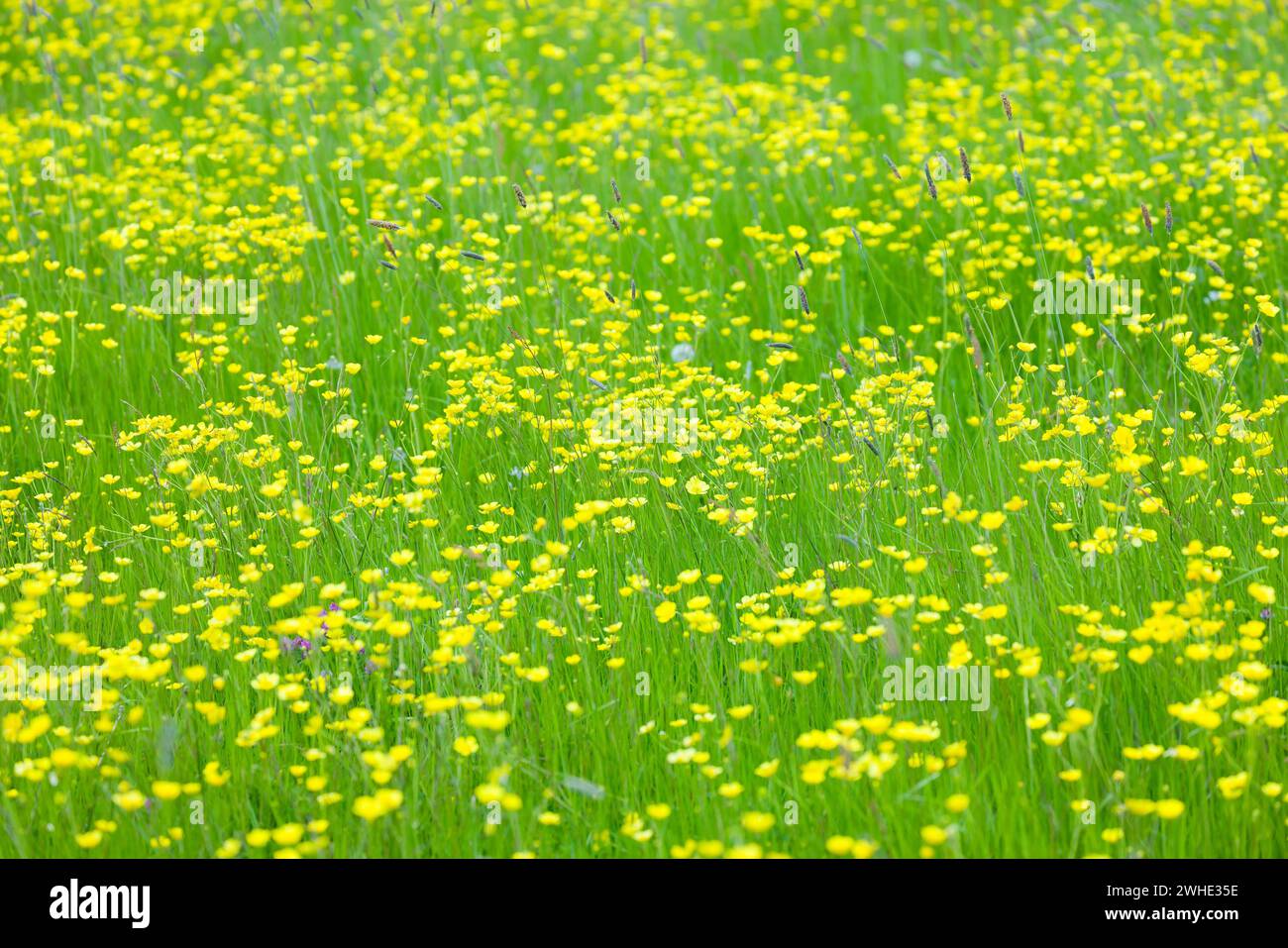 Meadow buttercups (Ranunculus acris), wild flowers growing in a field ...