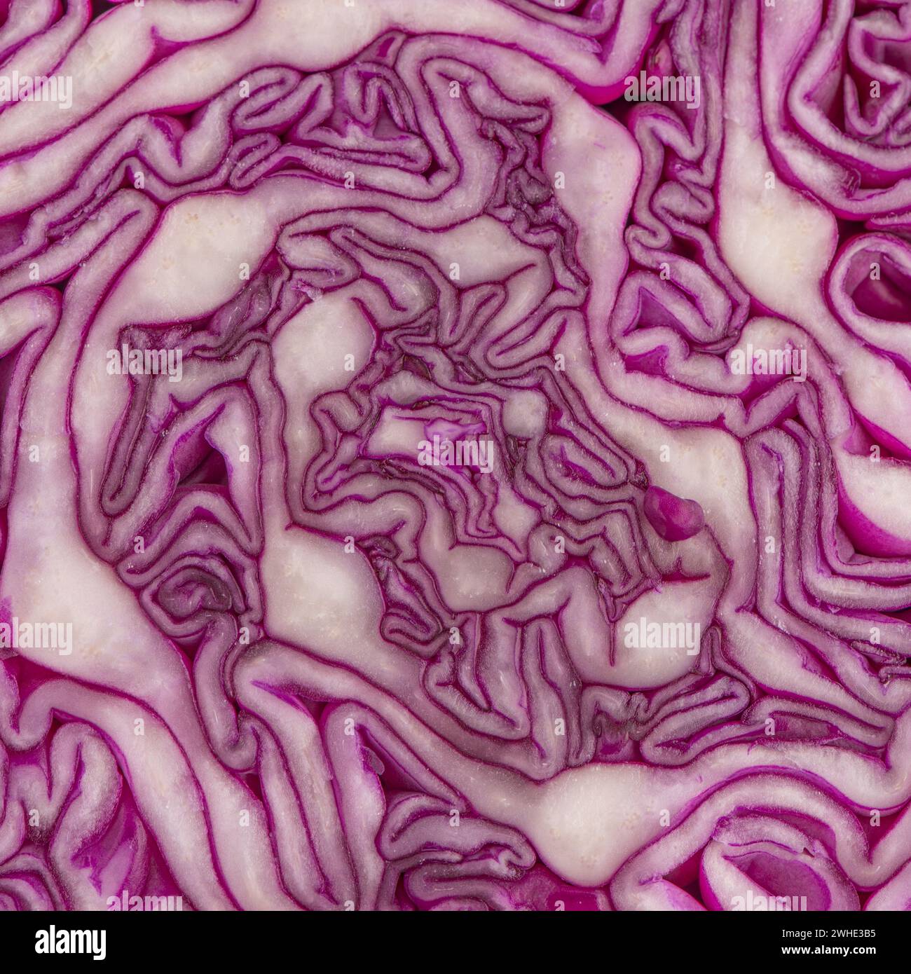 Inside red cabbage hi-res stock photography and images - Alamy
