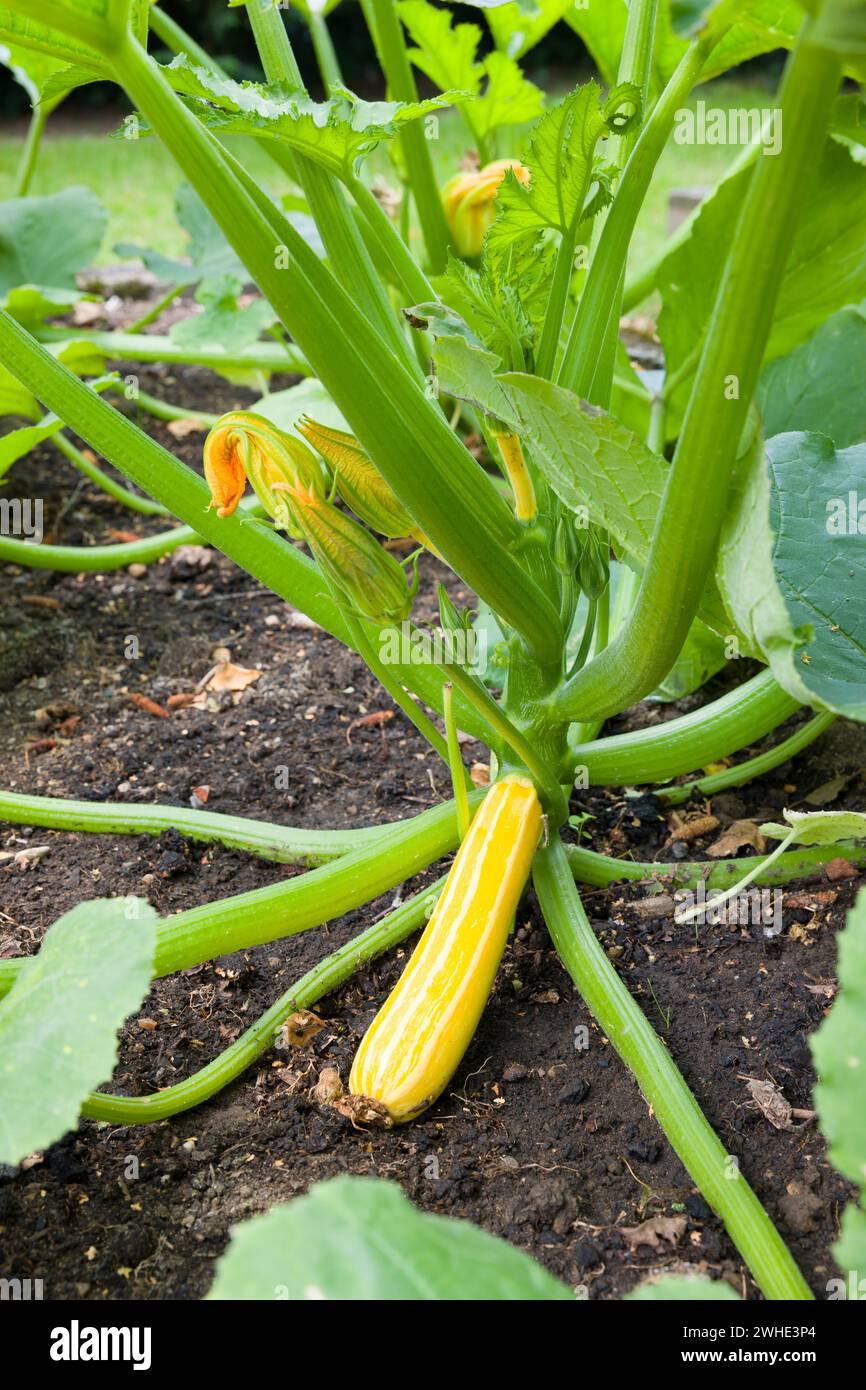 Zucchini plant hi-res stock photography and images - Alamy