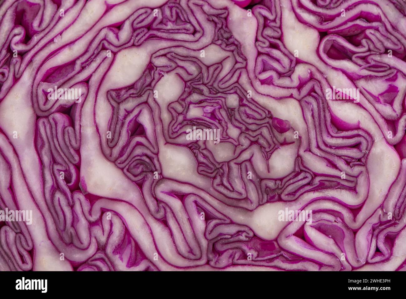 Inside of a red cabbage hi-res stock photography and images - Alamy