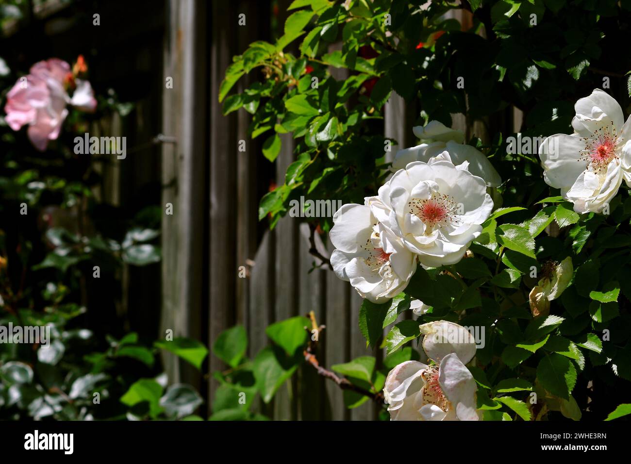 Dazzling white flowers hi-res stock photography and images - Alamy