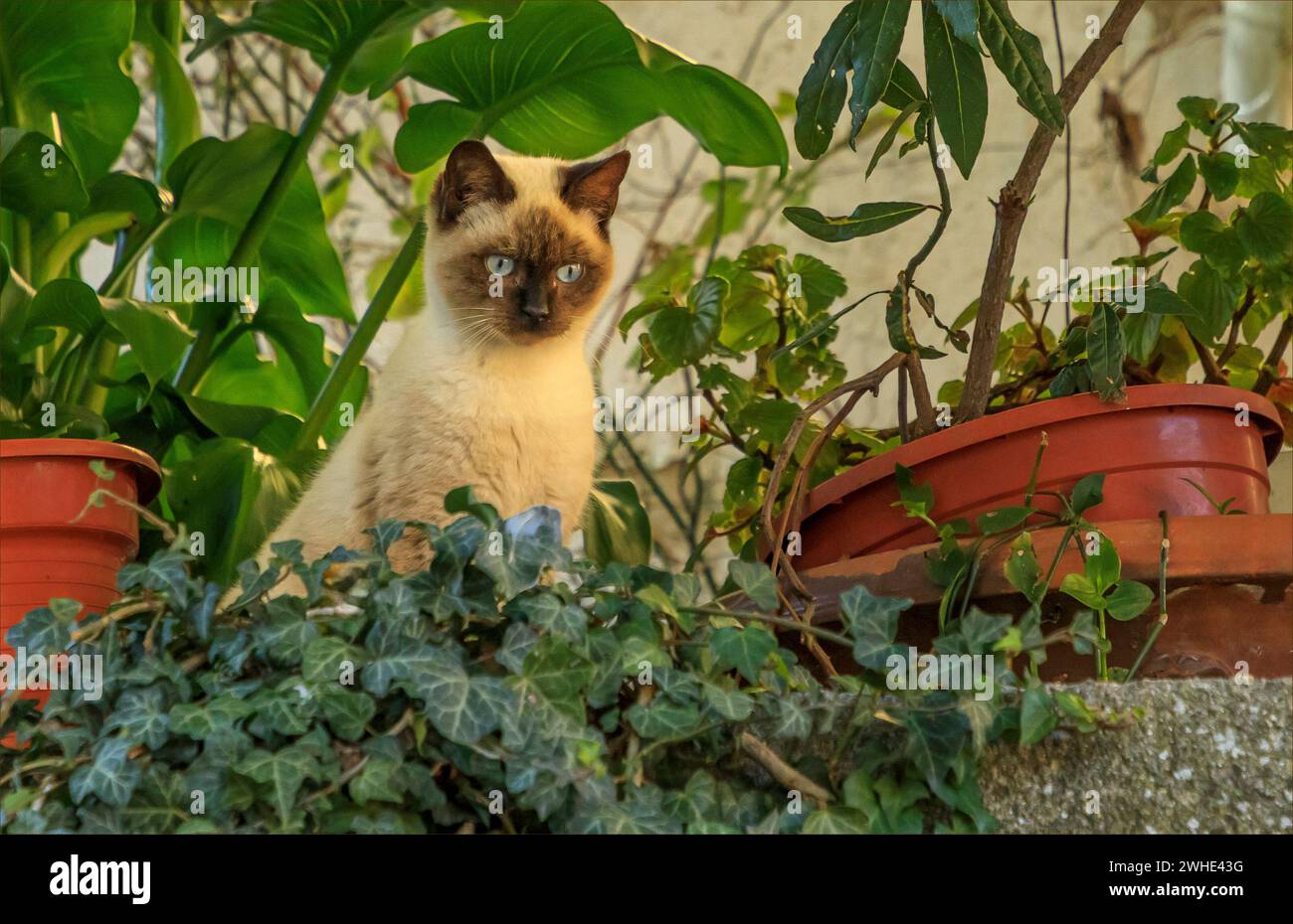 Blue eyed Siamese cat sat in the under growth of a garden in Spain Stock Photo - Alamy