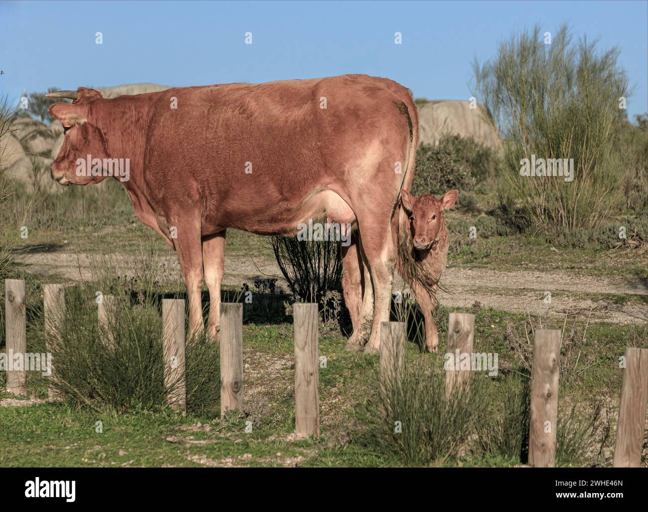 Cow with a calf peeping out from behind her legs roaming freeon common ...