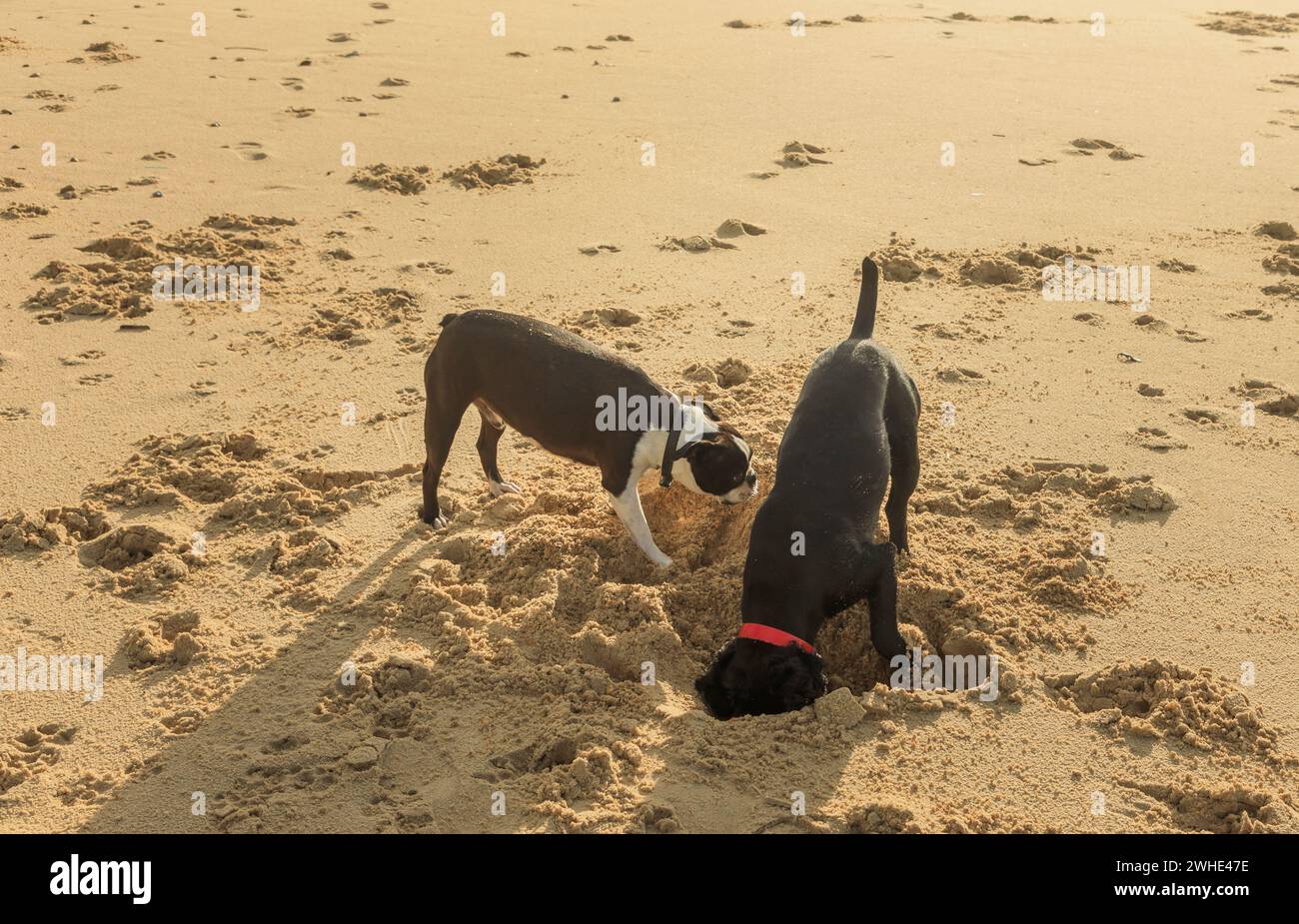 Two dogs digging a hole on the beach one dog looking down the hole ...