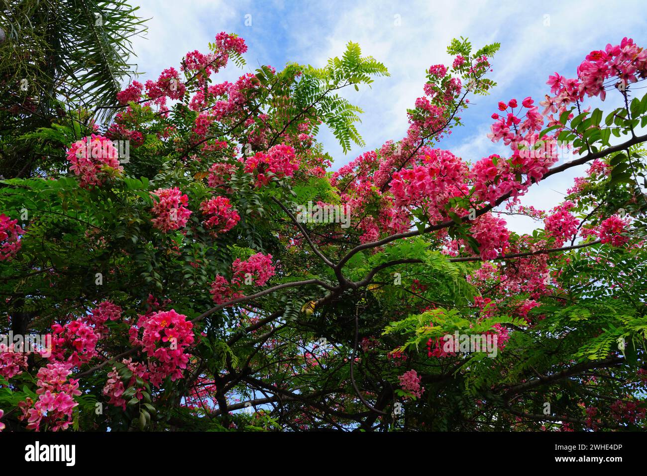 Rainbow shower tree hi-res stock photography and images - Alamy
