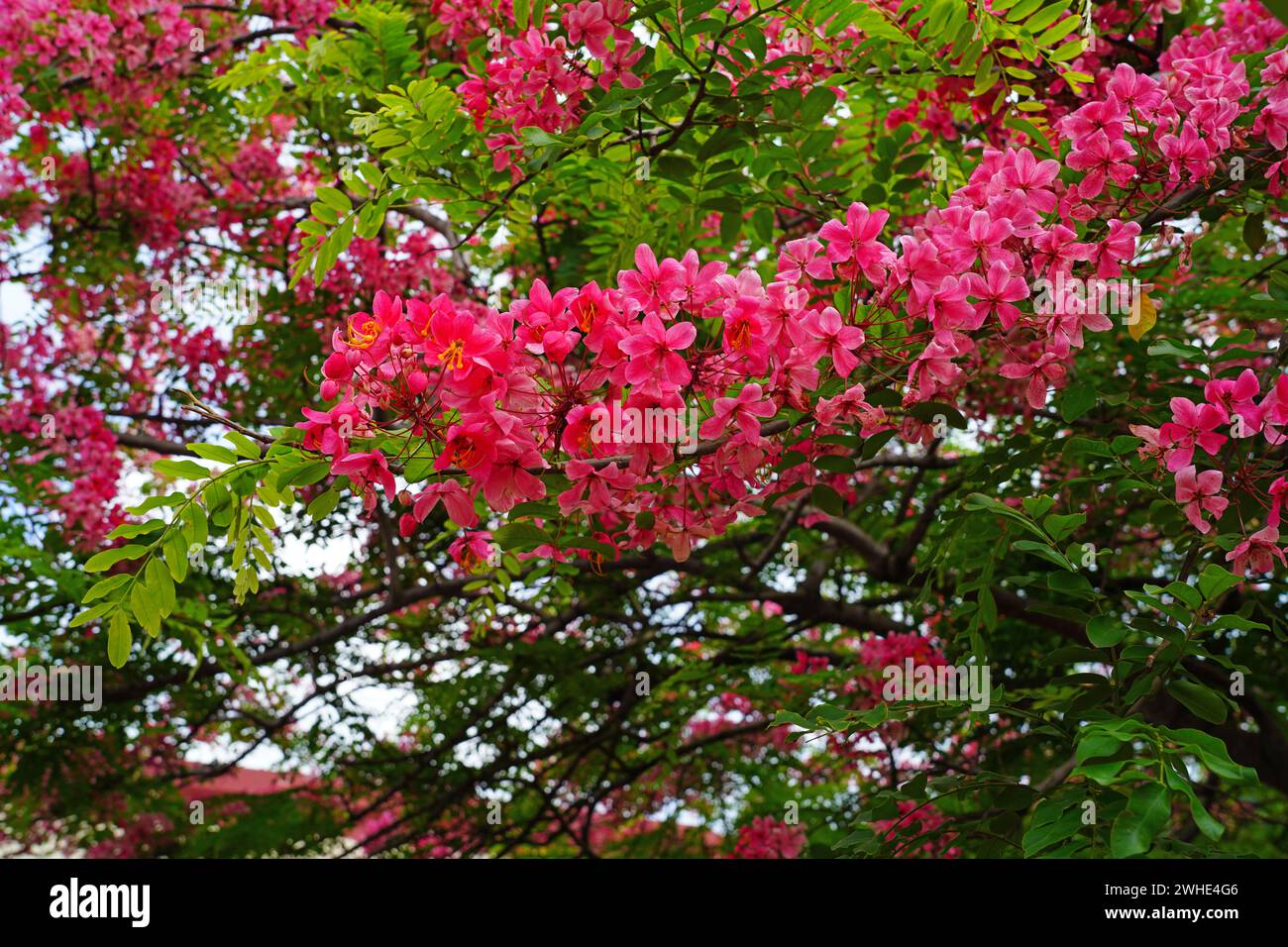 Rainbow shower tree hi-res stock photography and images - Alamy