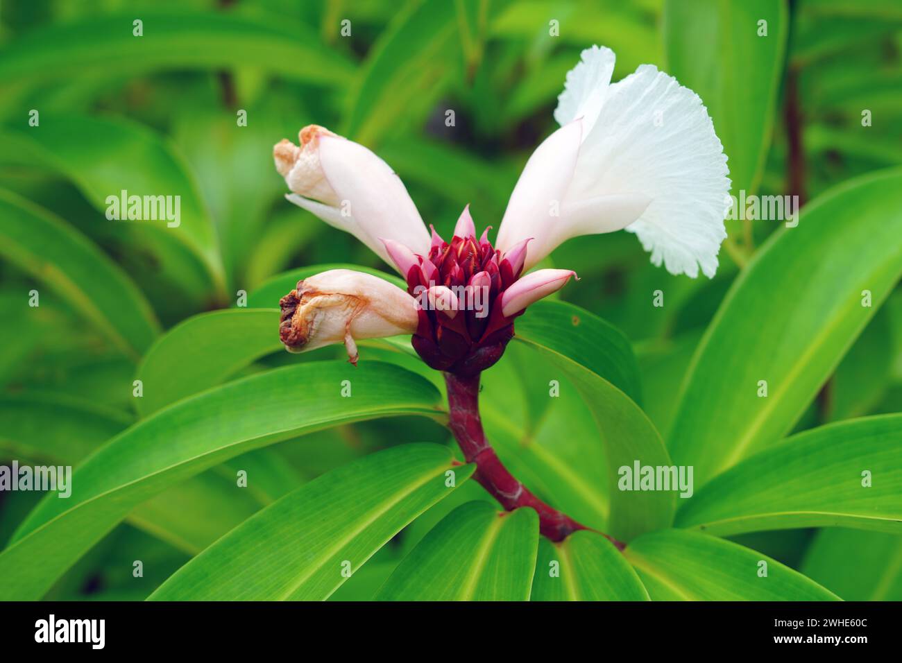 White crepe ginger tropical flower (costus speciosus Stock Photo - Alamy