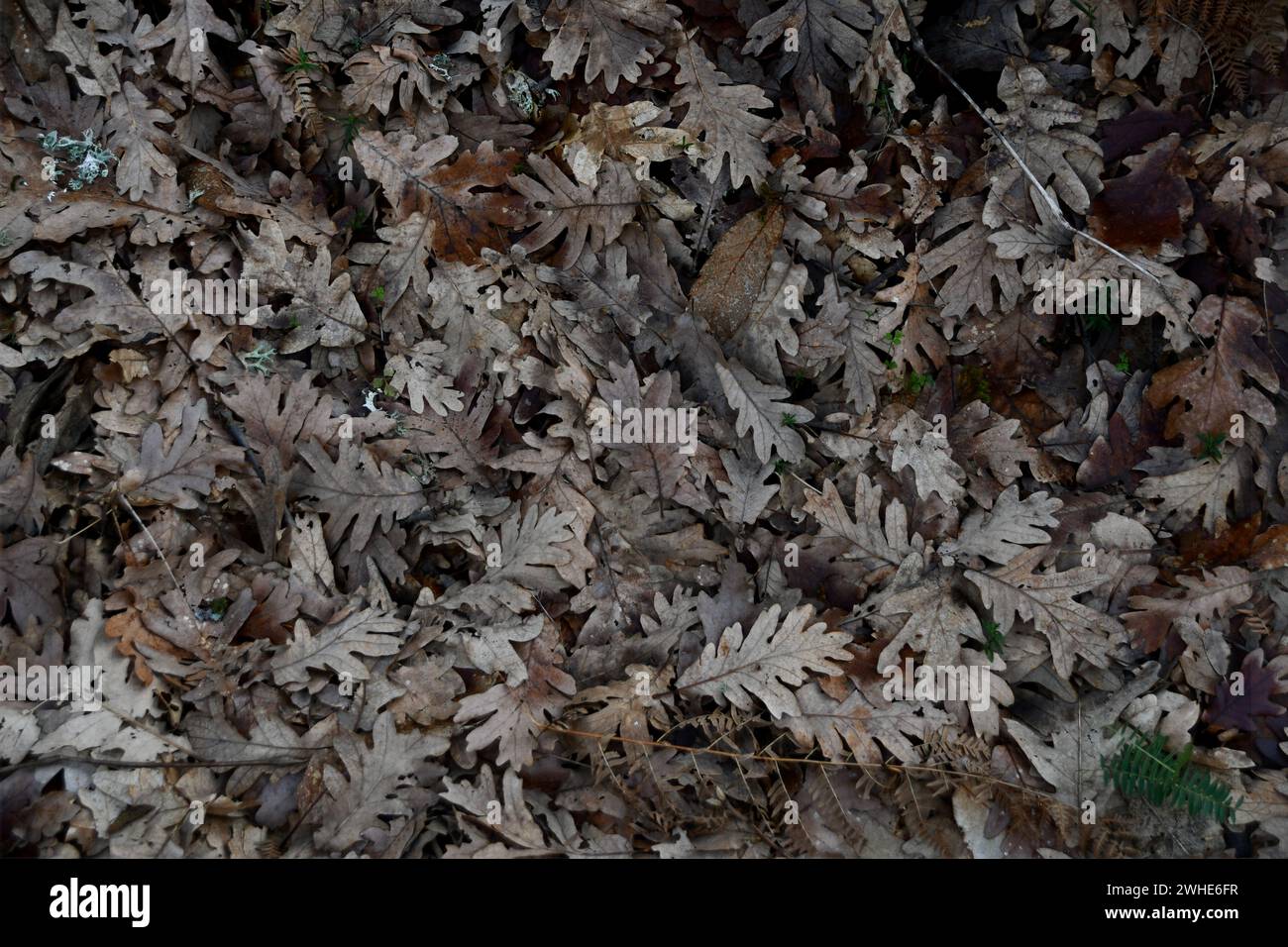 Dry leaves wood texture hi-res stock photography and images - Alamy