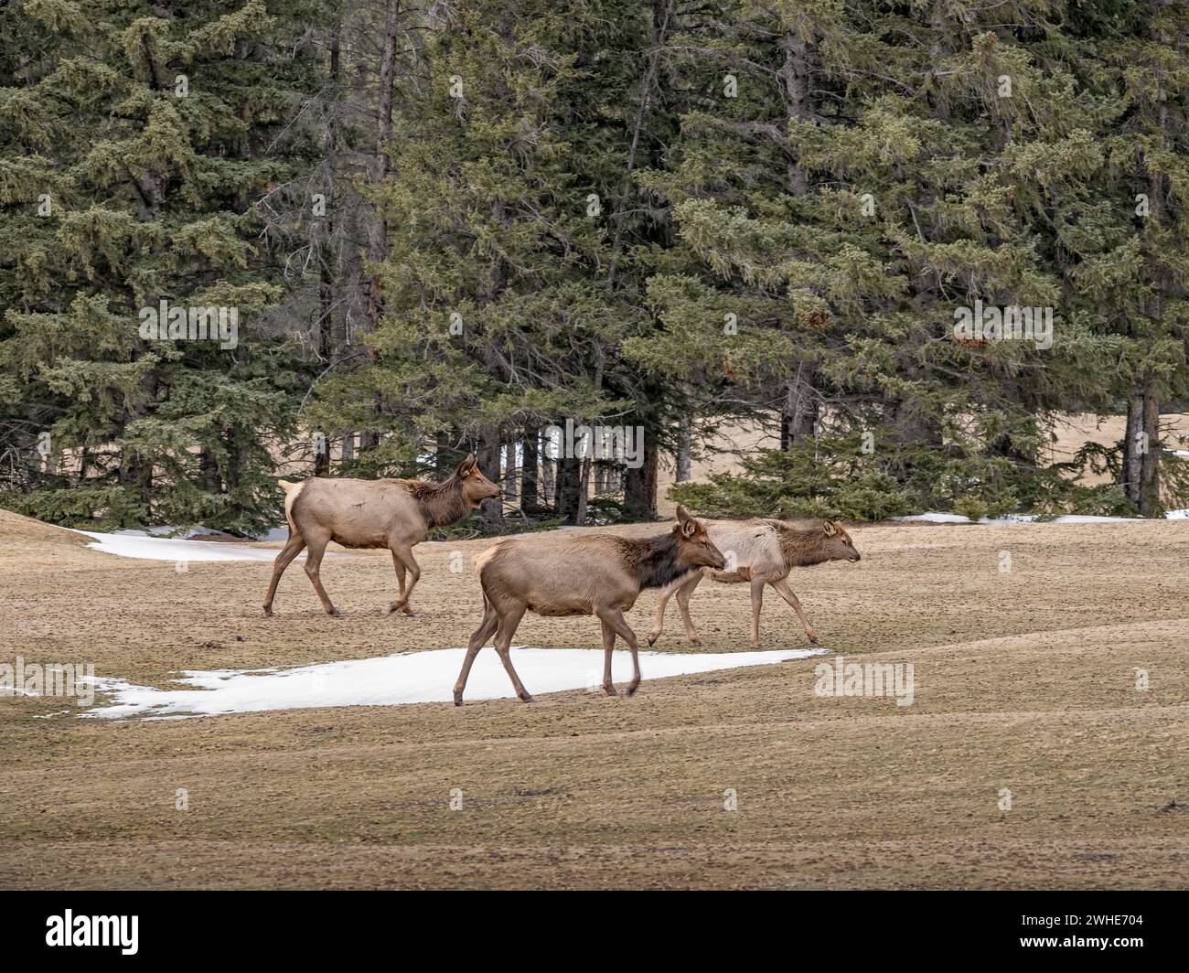 Three Elk (Cervus canadensis) travelling across a golf course in Banff ...