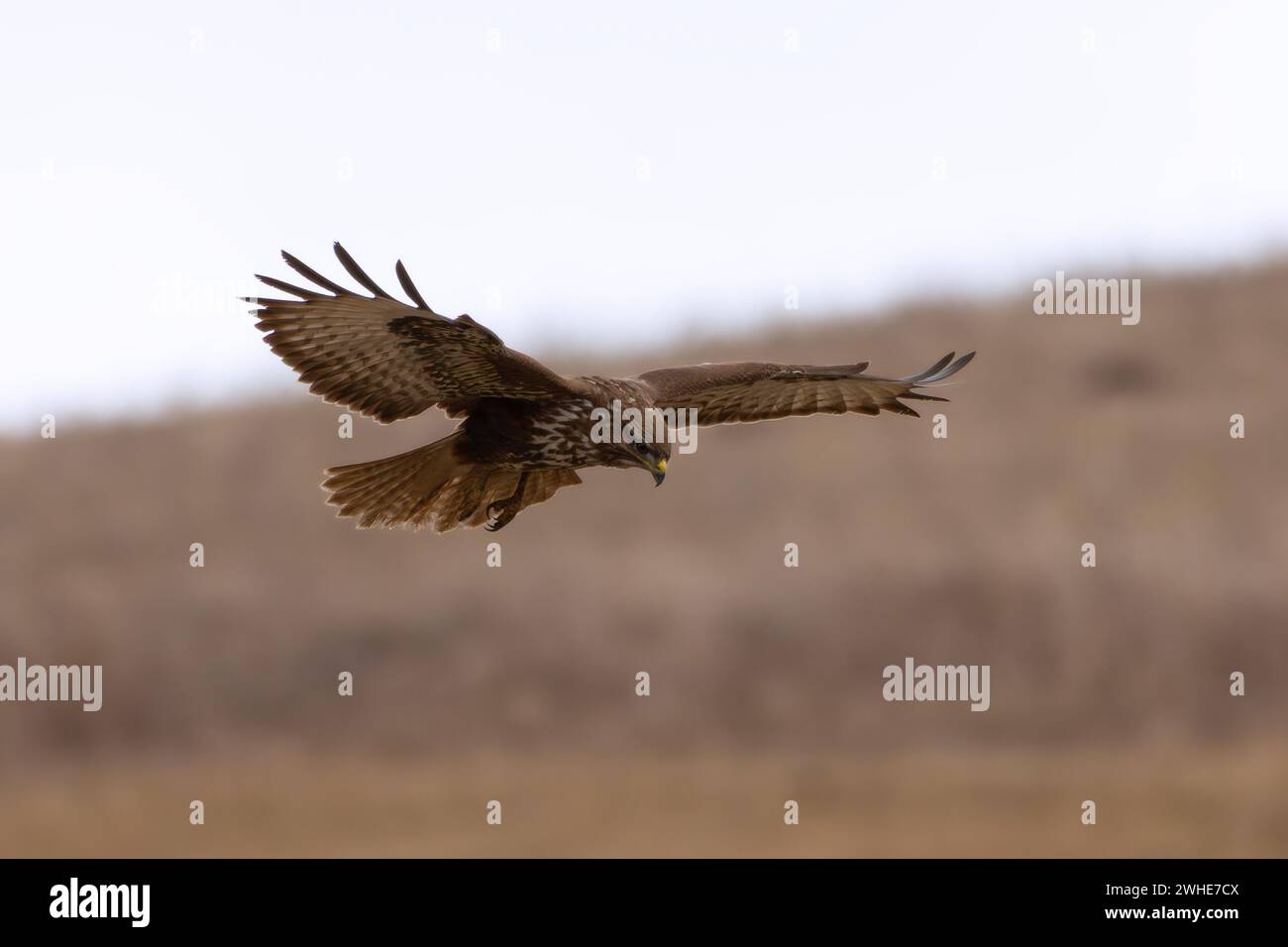 Buzzard hunting hi-res stock photography and images - Alamy