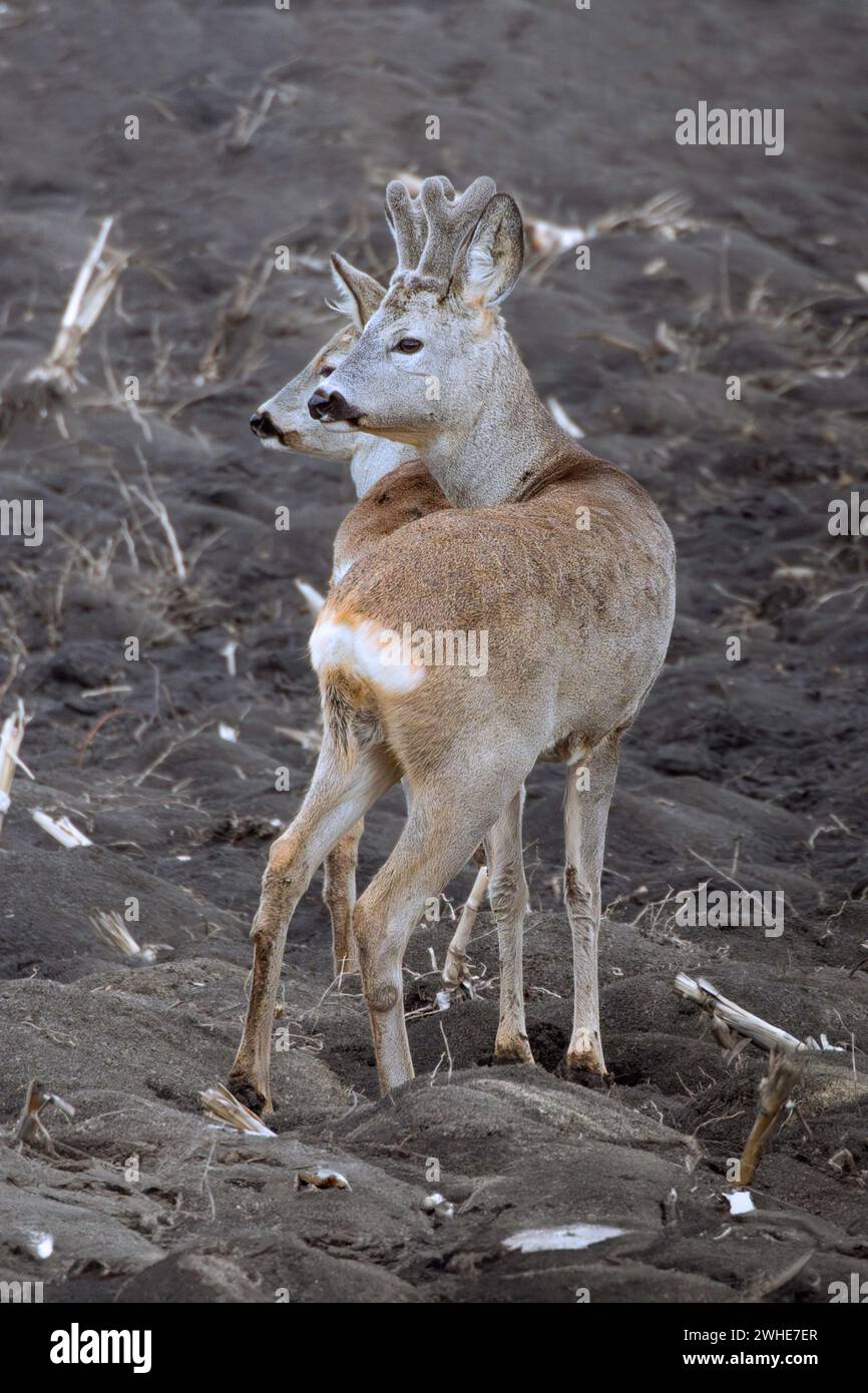 roe deers on ploughed agricultural land (Capreolus capreolus Stock ...