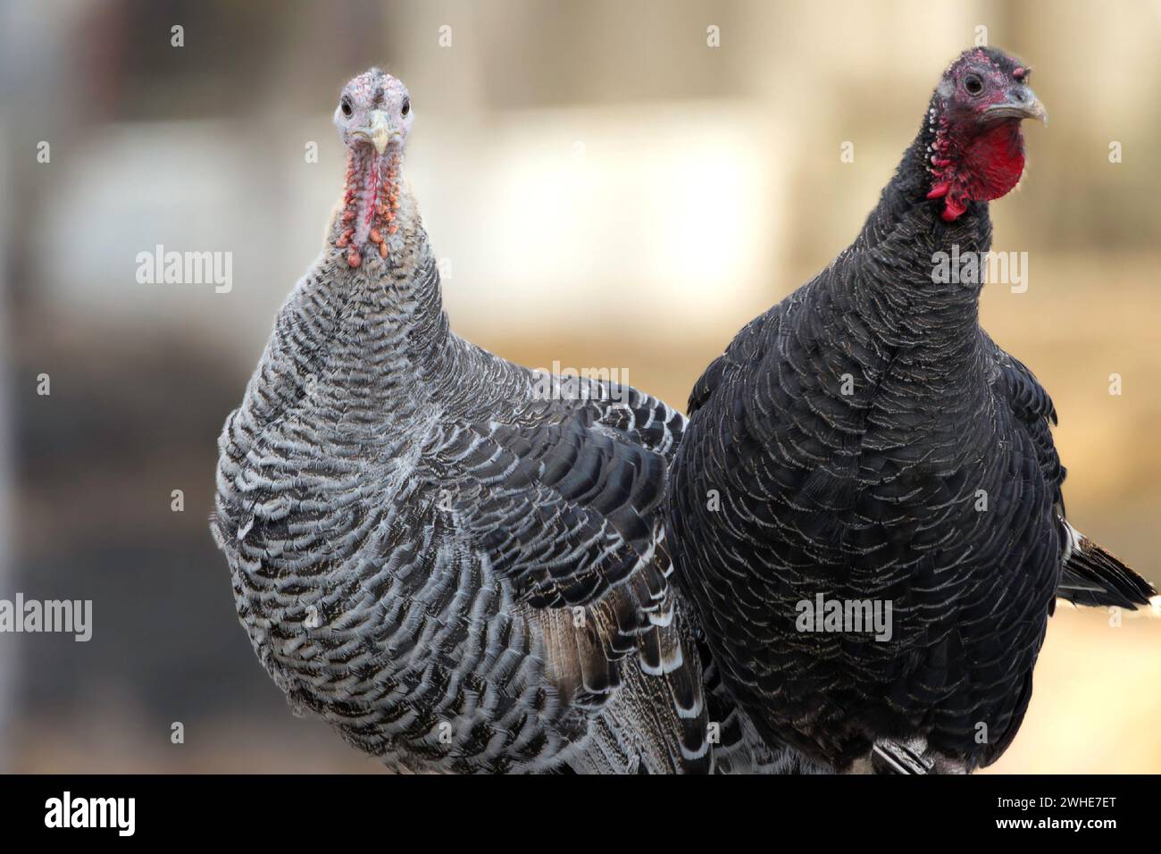 turkey family, male and female looking at the camera (Meleagris ...