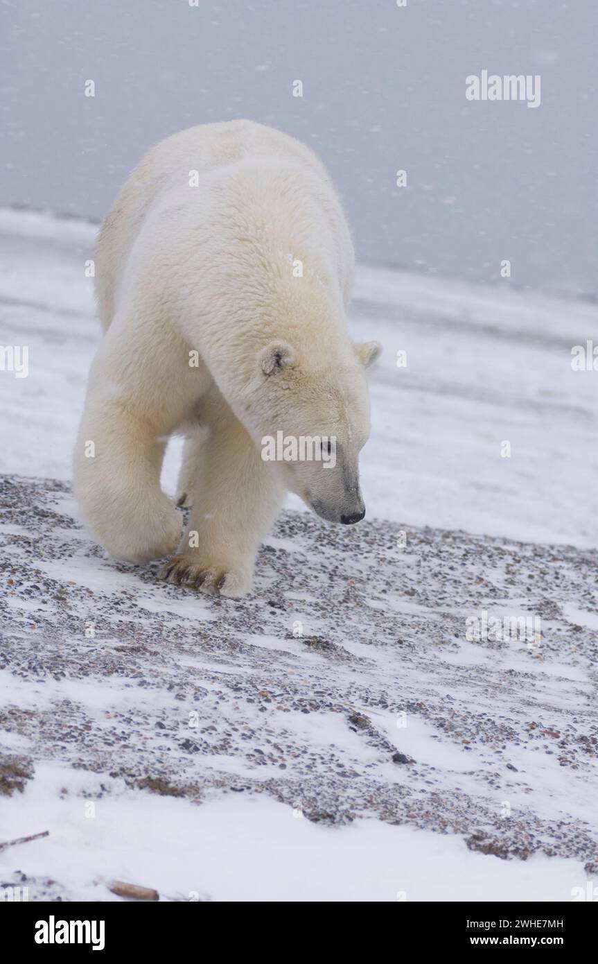 polar bear, Ursus maritimus Boar neck thicker then head on a barrier ...