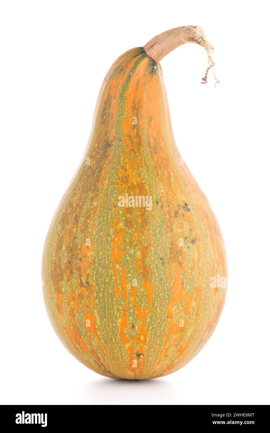 White fresh whole pumpkin close Cut Out Stock Images & Pictures - Alamy