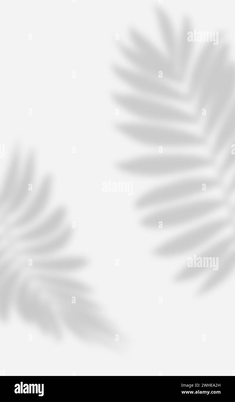 Abstract white with shadow from a palm tree branch with leaves, a place ...