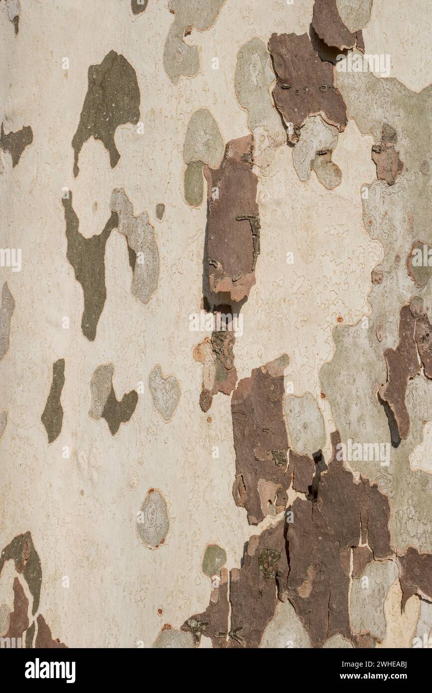 Closeup cracked skin of trunk Stock Photo - Alamy