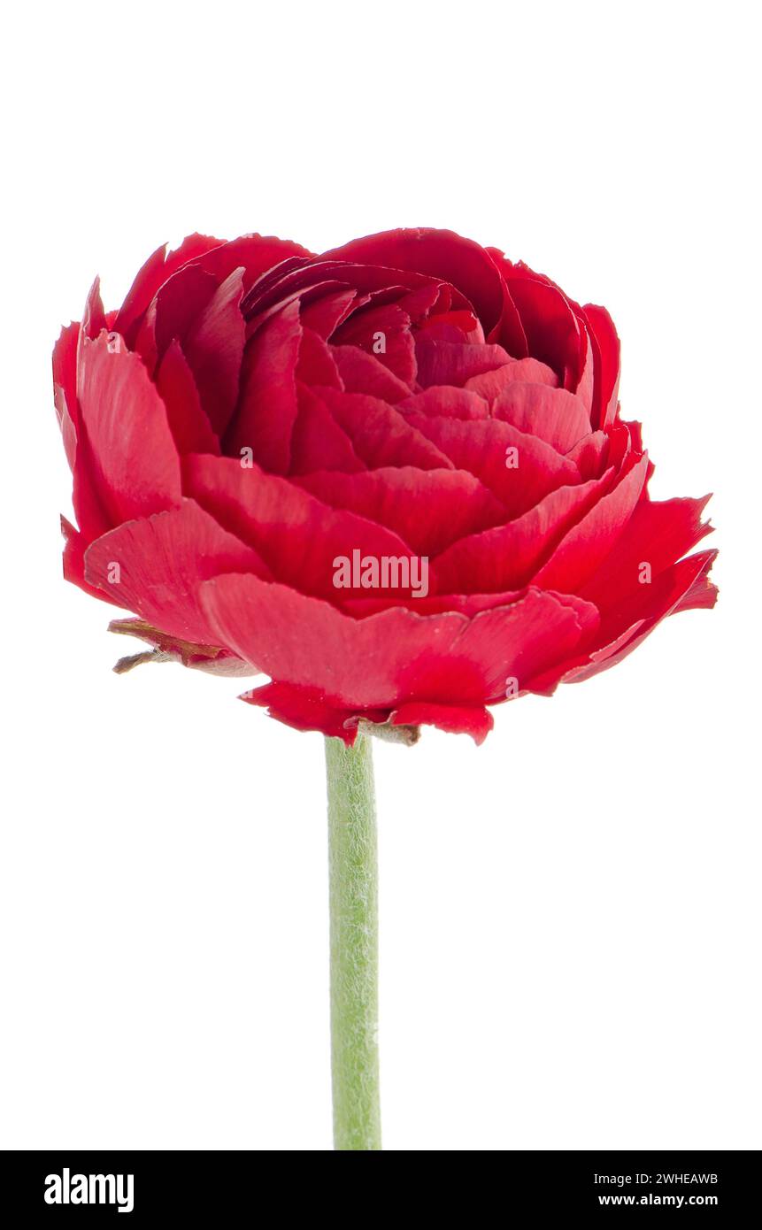 Eustoma vibrant hi-res stock photography and images - Alamy