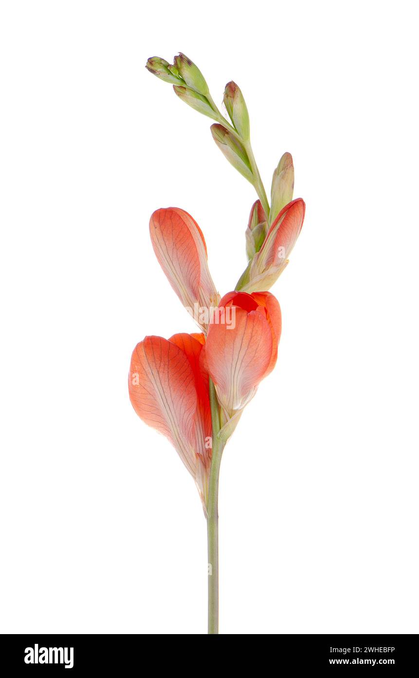 Orange lilies hi-res stock photography and images - Alamy