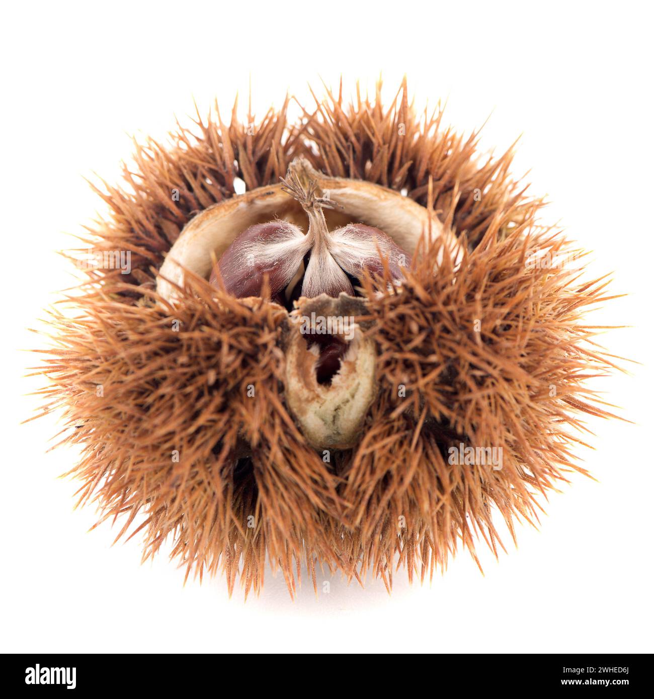 Chestnuts with shell Stock Photo - Alamy