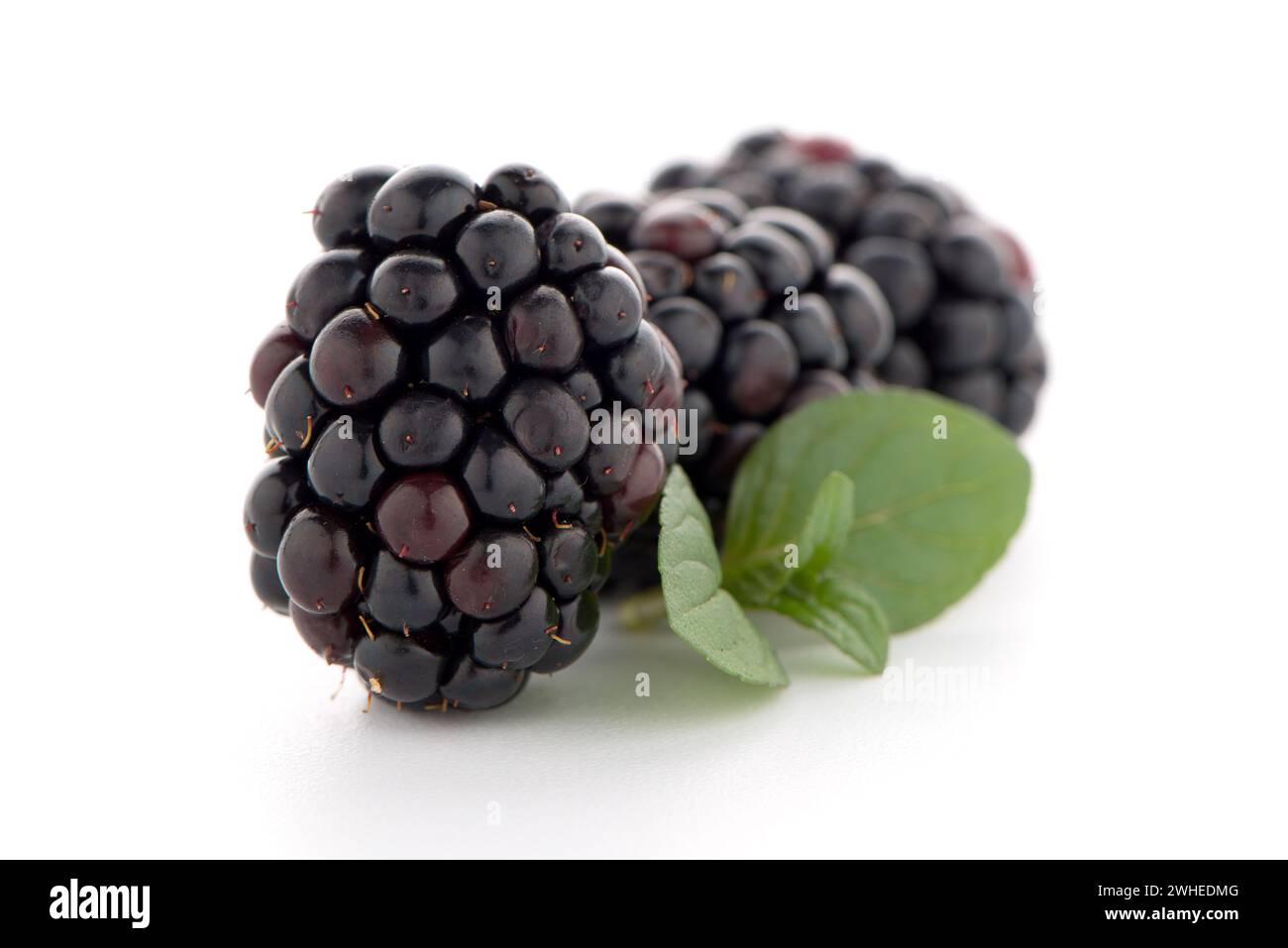 Blackberry leaves (close up) Cut Out Stock Images & Pictures - Alamy