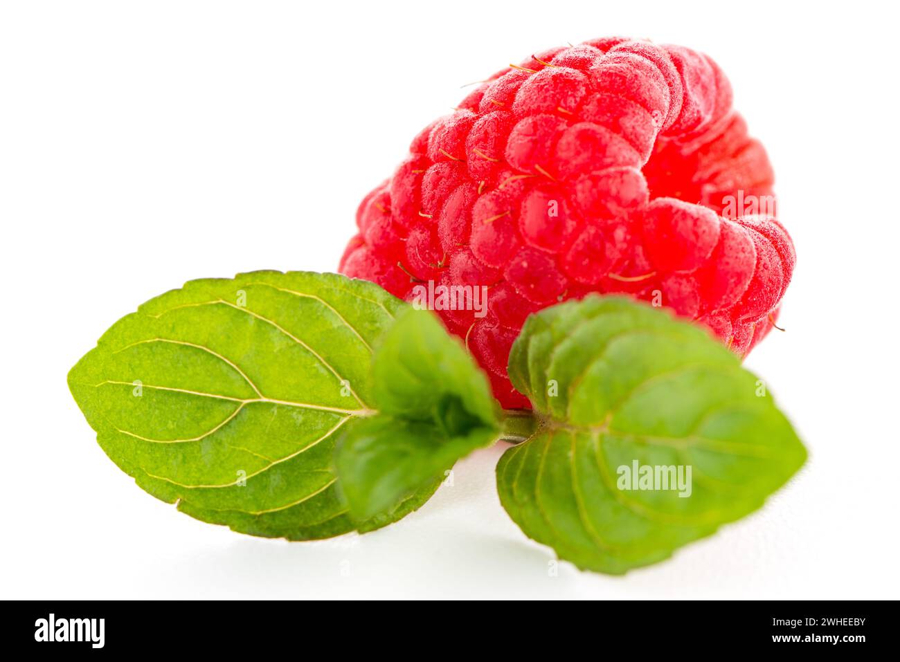 Lush green raspberry leaves hi-res stock photography and images - Alamy