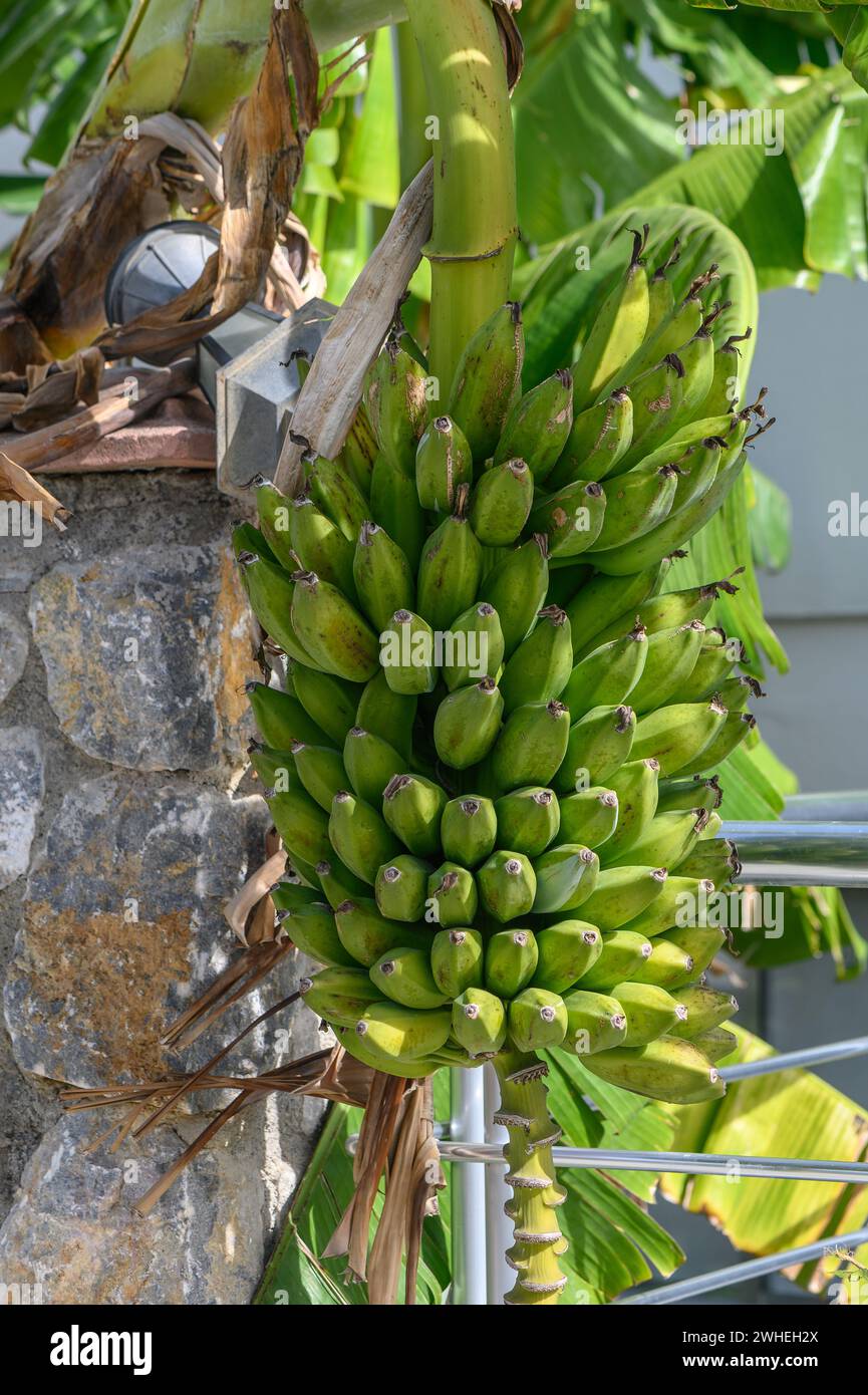 green bananas on a tree in Northern Cyprus in winter 1 Stock Photo - Alamy
