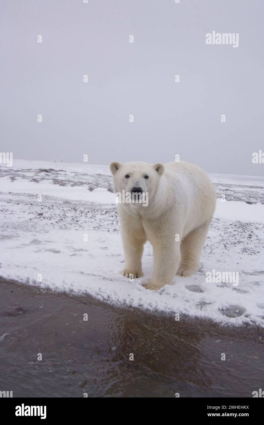 polar bear Ursus maritimus sow close up along a barrier island on the ...