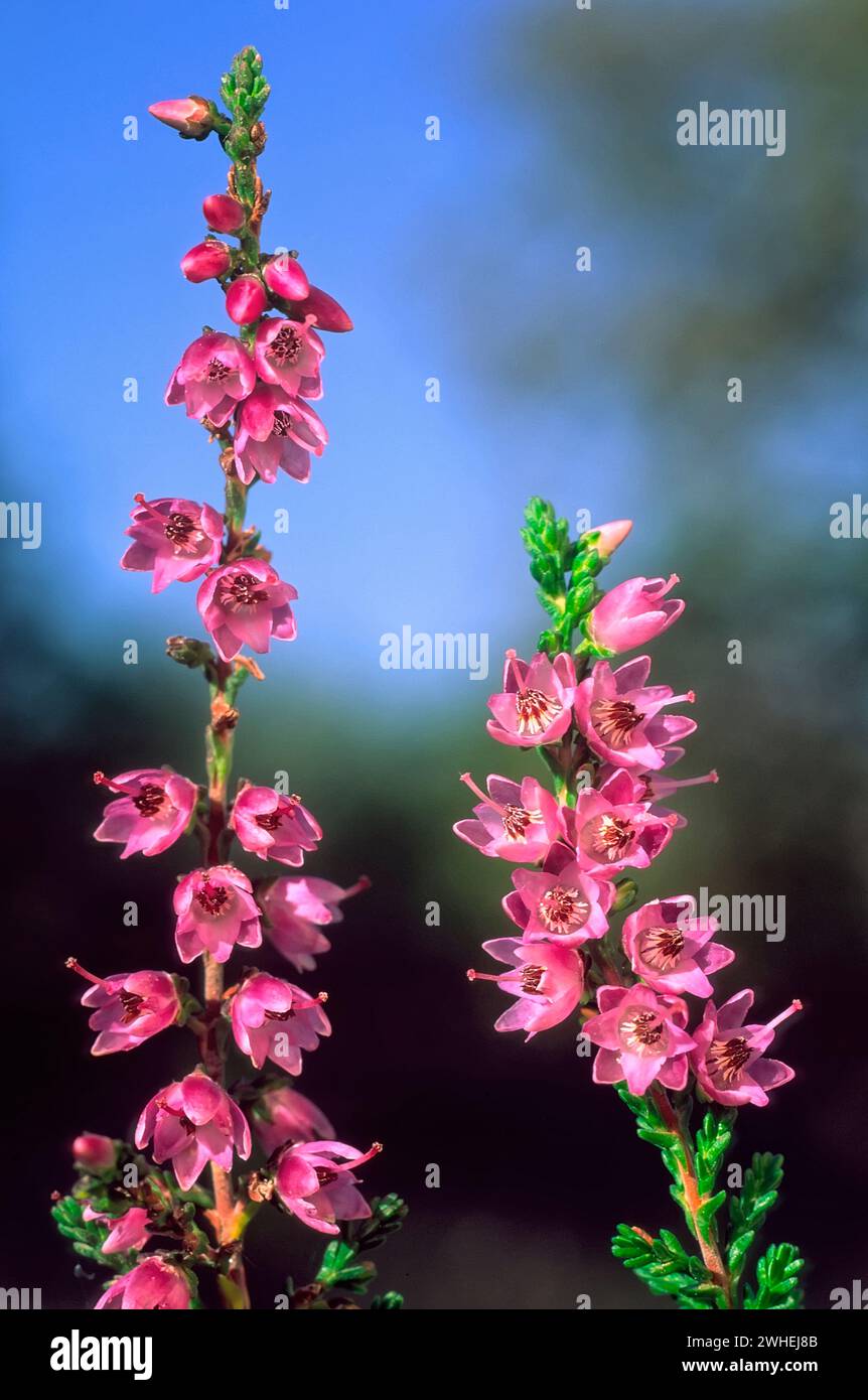 Heather (Calluna vulgaris), Ericaceae. Evergreen shrub. wild plant ...