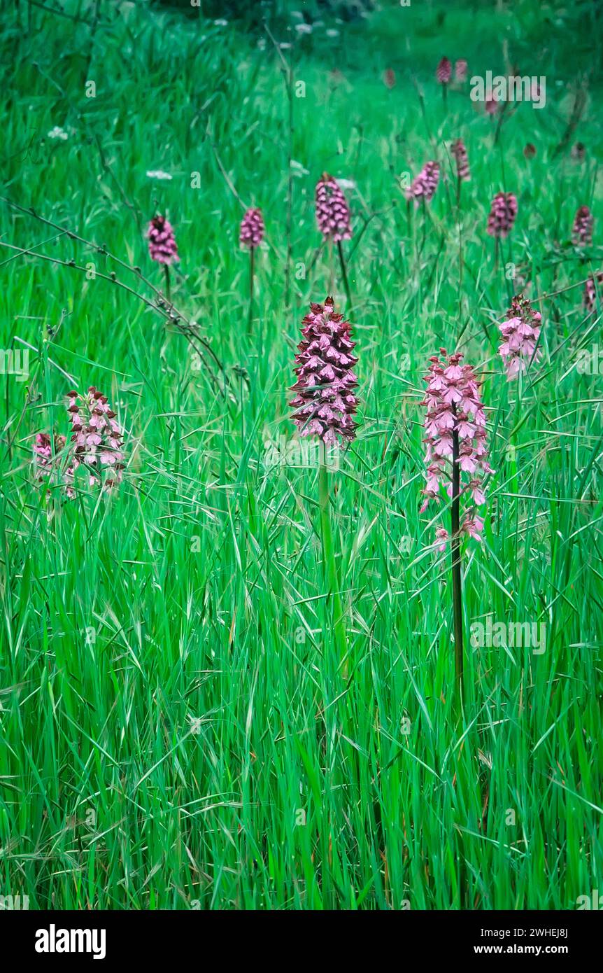 Lady orchid (Orchis purpurea), Orchidaceae. Wild european orchid. rare ...