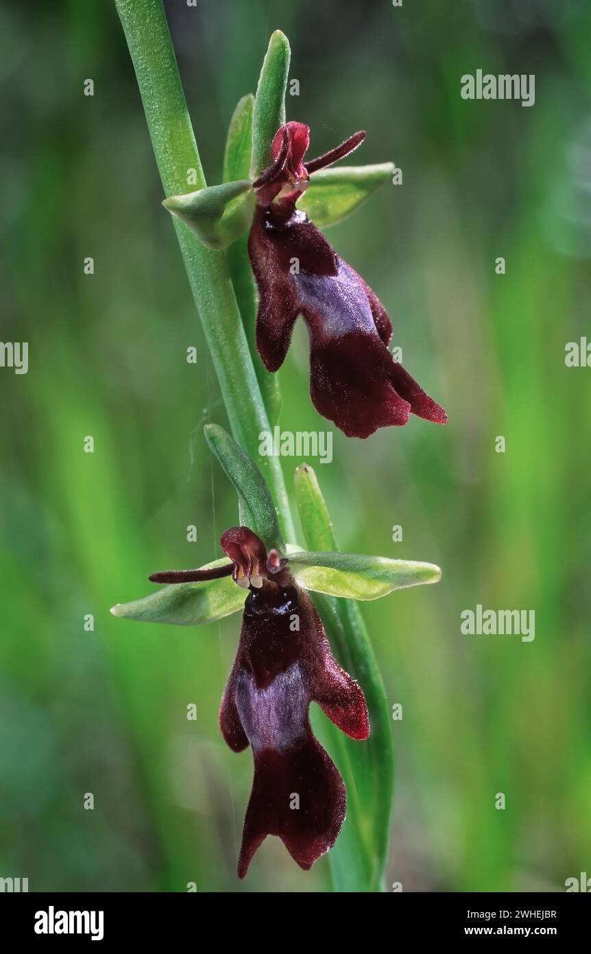Fly orchid (Ophrys insectifera), Orchidaceae. Wild european orchid ...