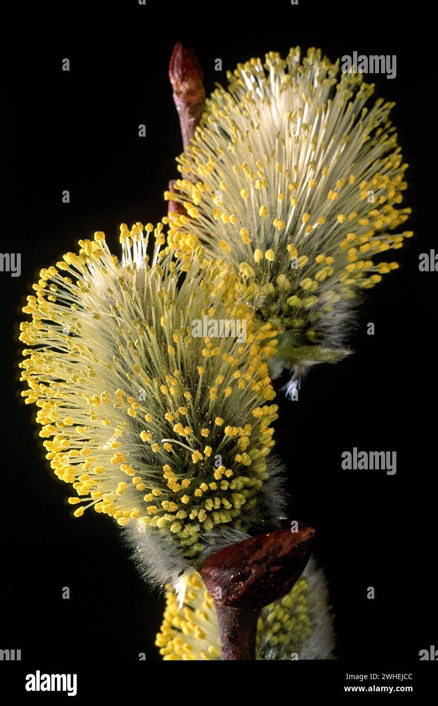 Goat willow (salix caprea), salicaceae. Male inflorescence.Deciduous ...