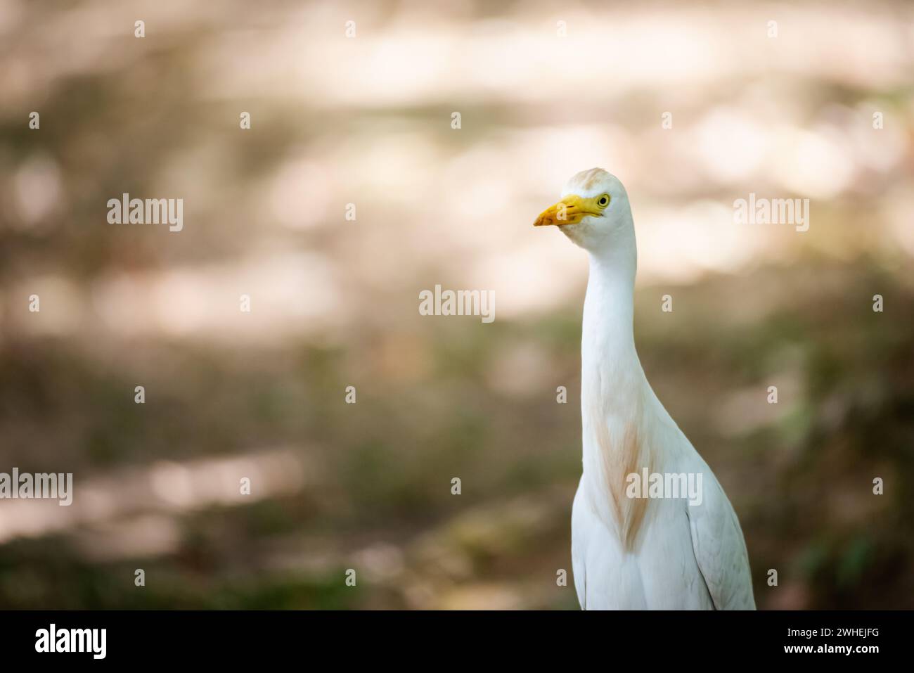 The great egret common white migratory bird heron family close up bokeh ...